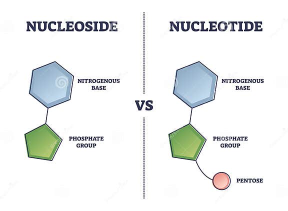 Nucleoside Vs Nucleotide Compound Differences Comparison Outline ...