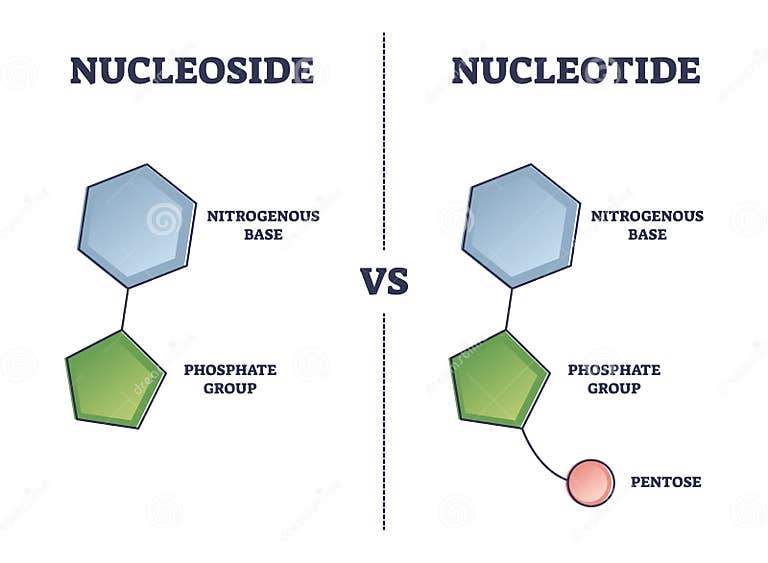 Nucleoside Vs Nucleotide Compound Differences Comparison Outline ...