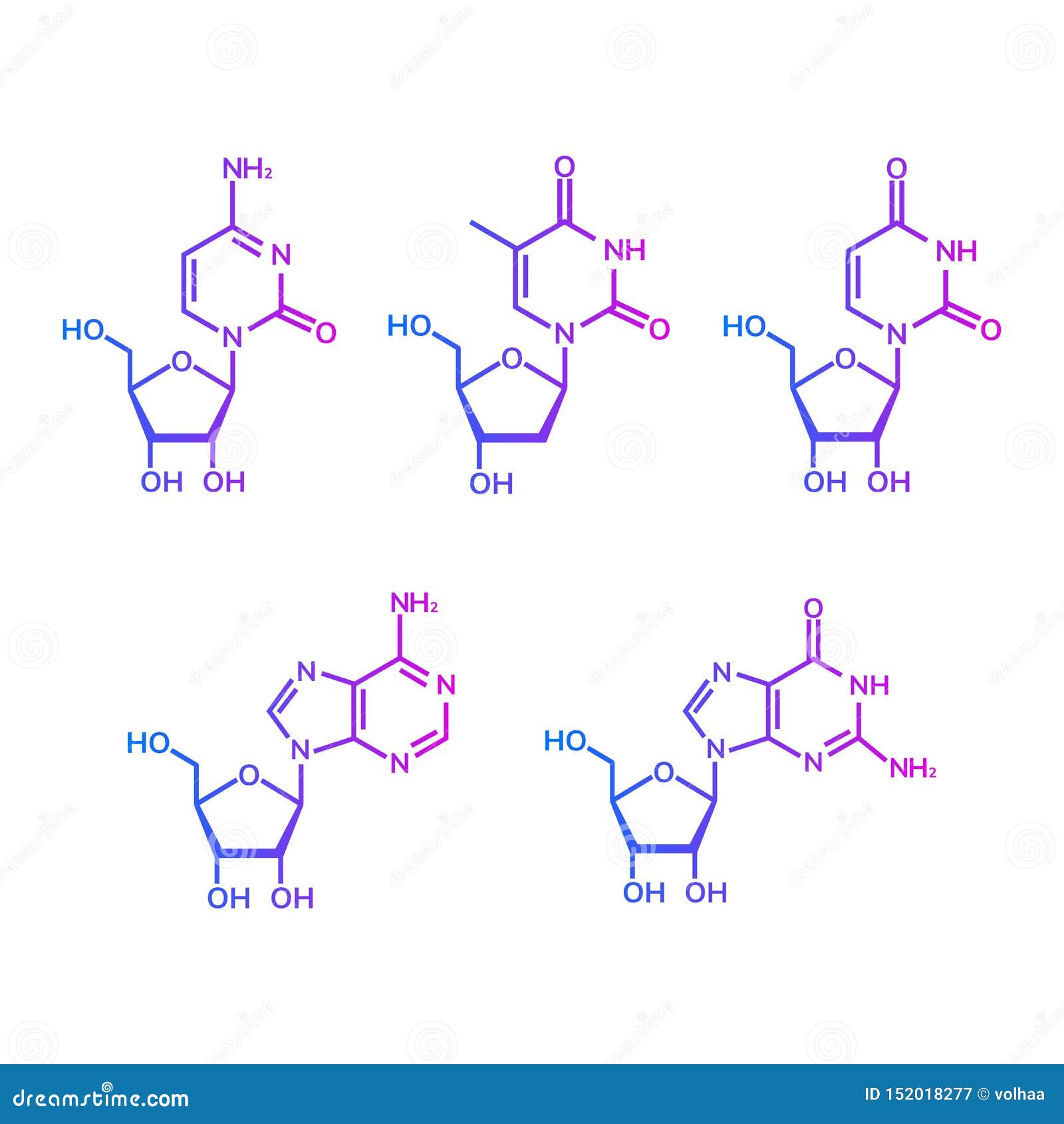 Nucleosides Da Pirimidina E Da Purina Ilustração do Vetor - Ilustração ...