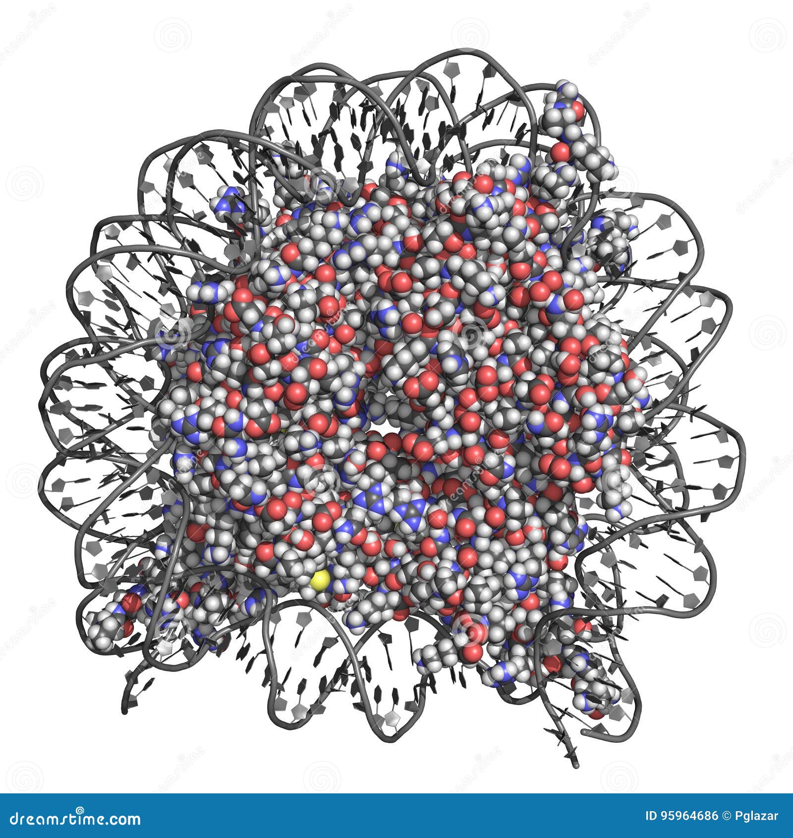 Nucleosome model stock illustration. Illustration of disease - 95964686