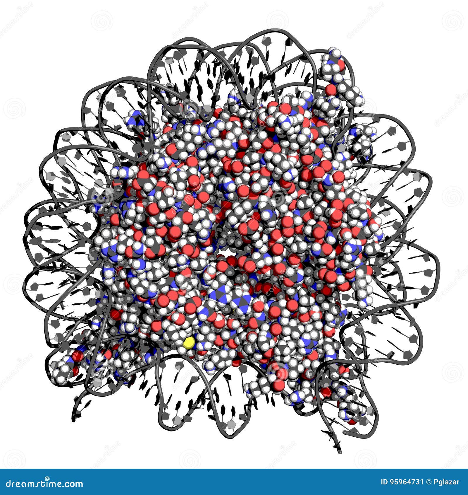 Nucleosome model stock illustration. Illustration of biochemistry ...