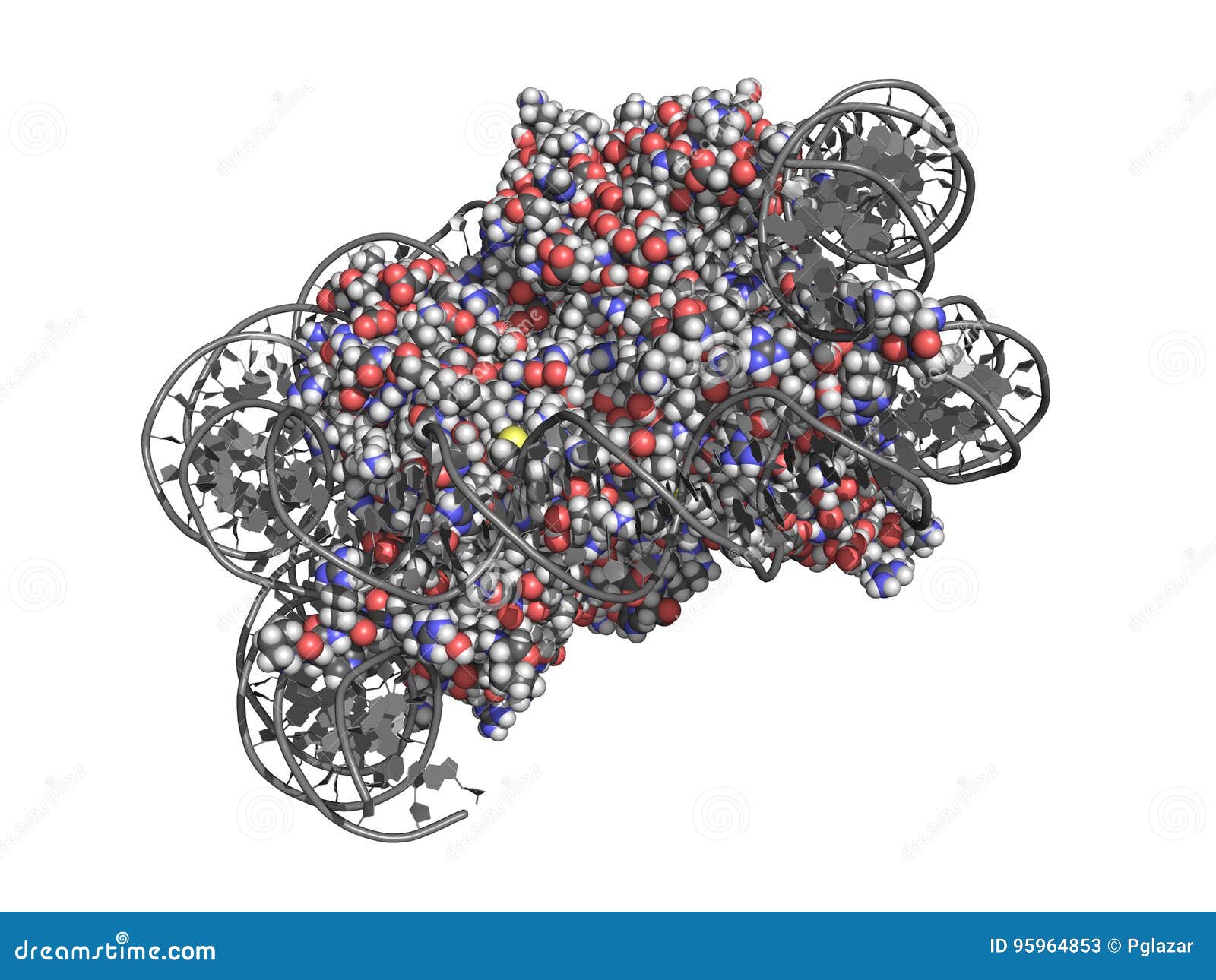 Nucleosome model stock illustration. Illustration of cell - 95964853