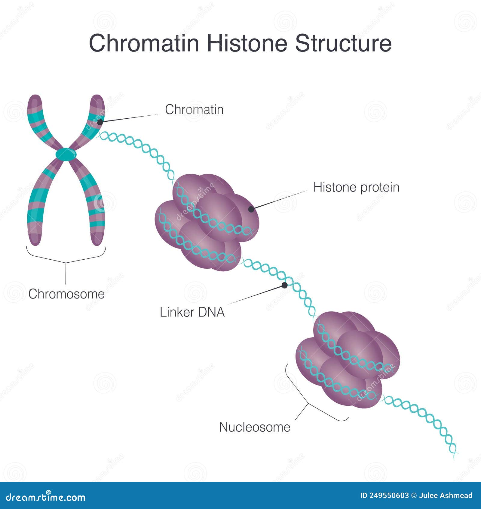 Histone Definition