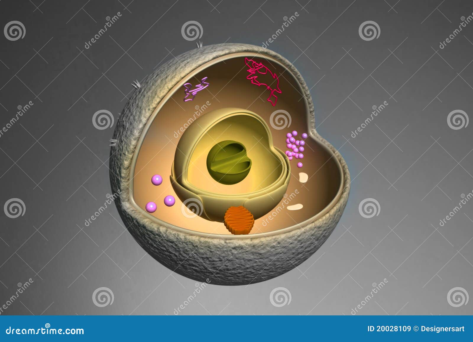 Nucleus cross section stock illustration. Illustration of human - 20028109