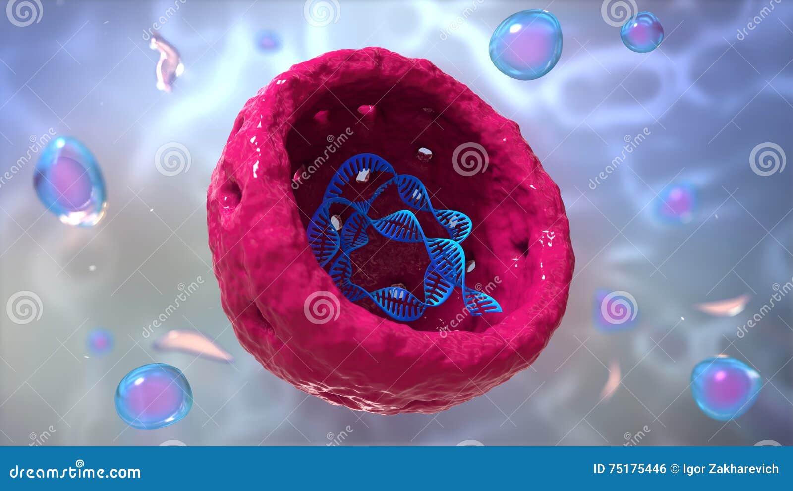 Nucleus, Nucleolus, Human Body Cell. Stock Photo - Image of casing ...