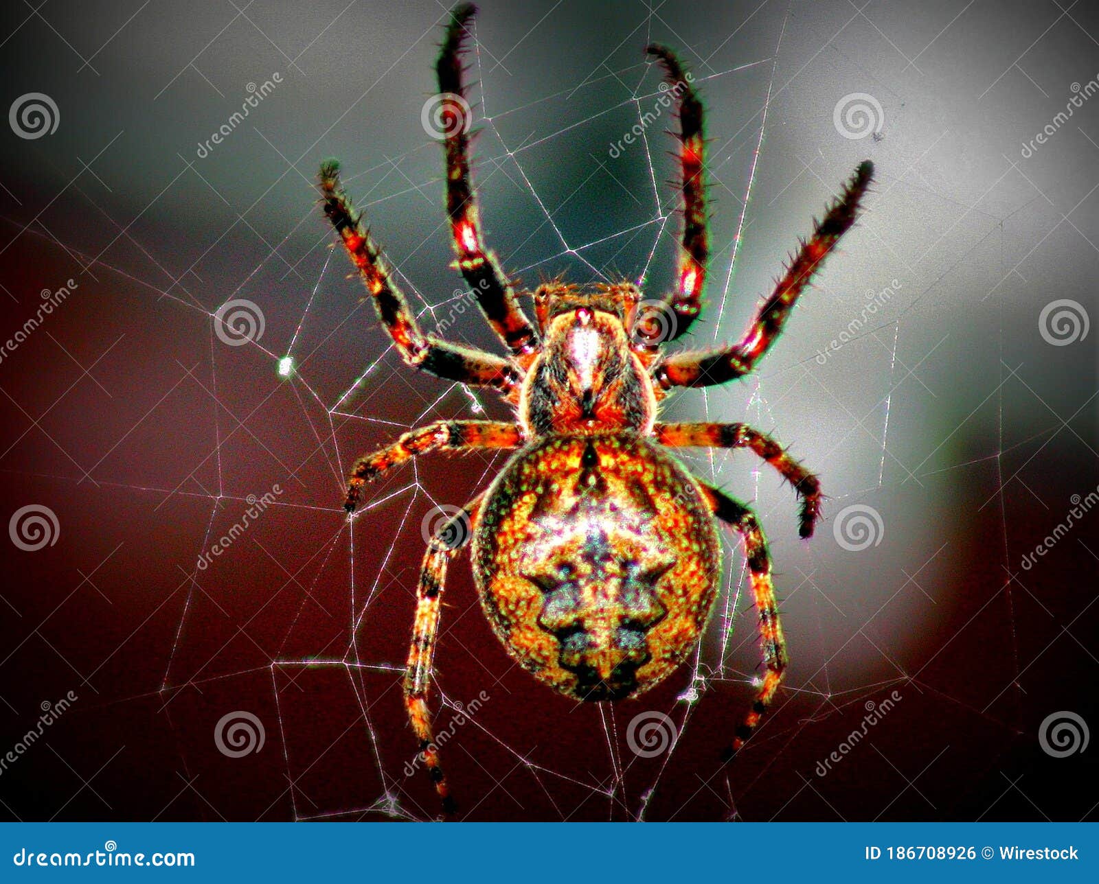 Nuctenea umbratica spider stock photo. Image of people - 186708926