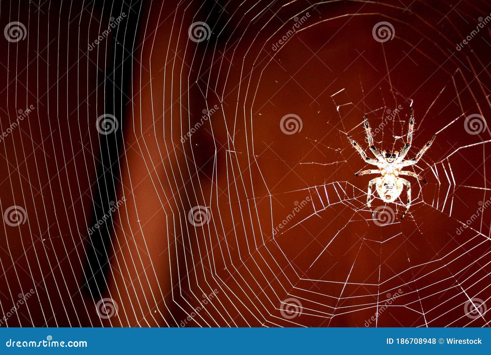 Nuctenea umbratica spider stock photo. Image of people - 186708948