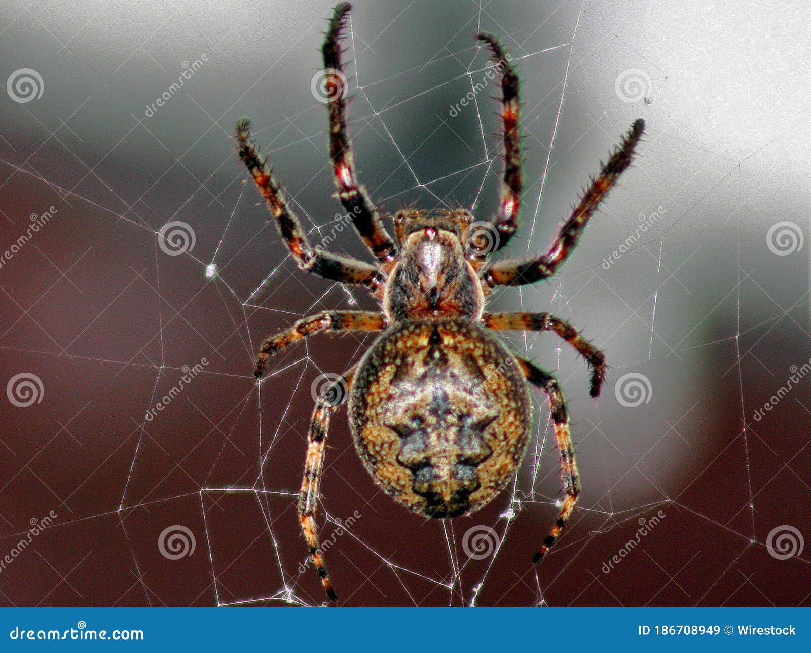 Nuctenea umbratica spider stock image. Image of themes - 186708949