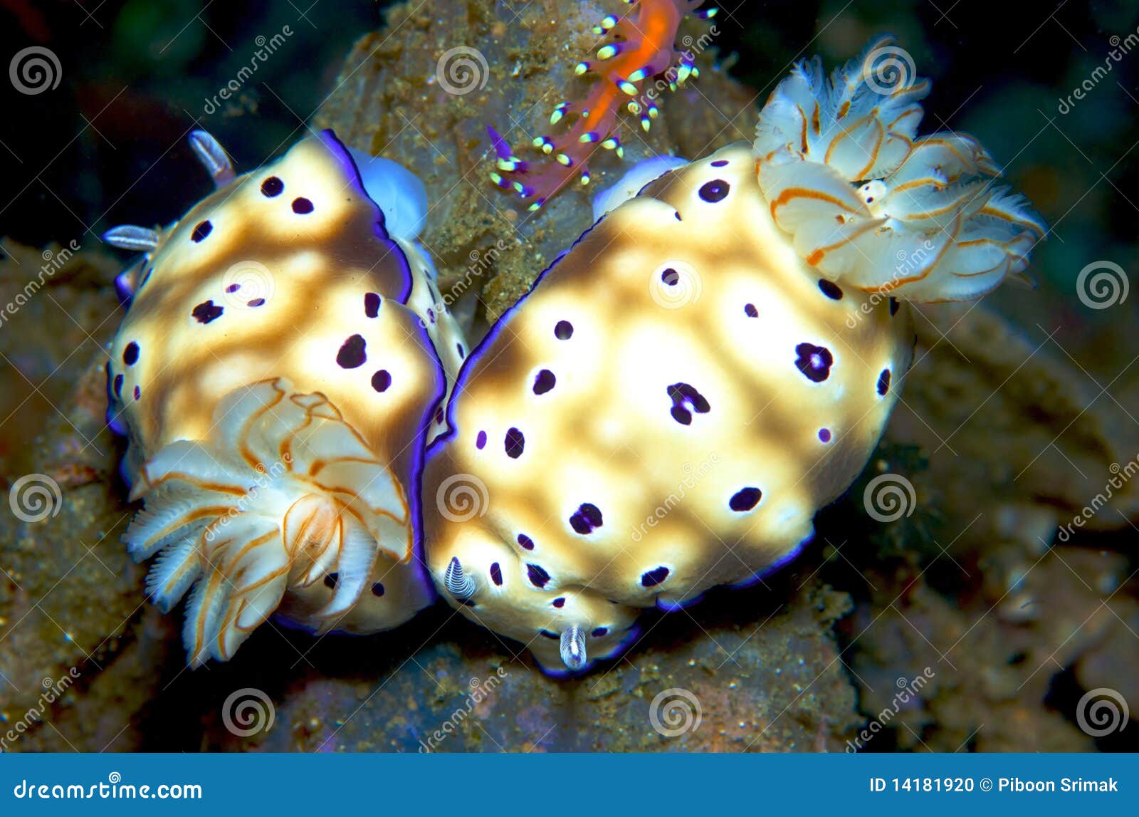 Nudibranch stock photo. Image of reef, send, crab, fish - 14181920