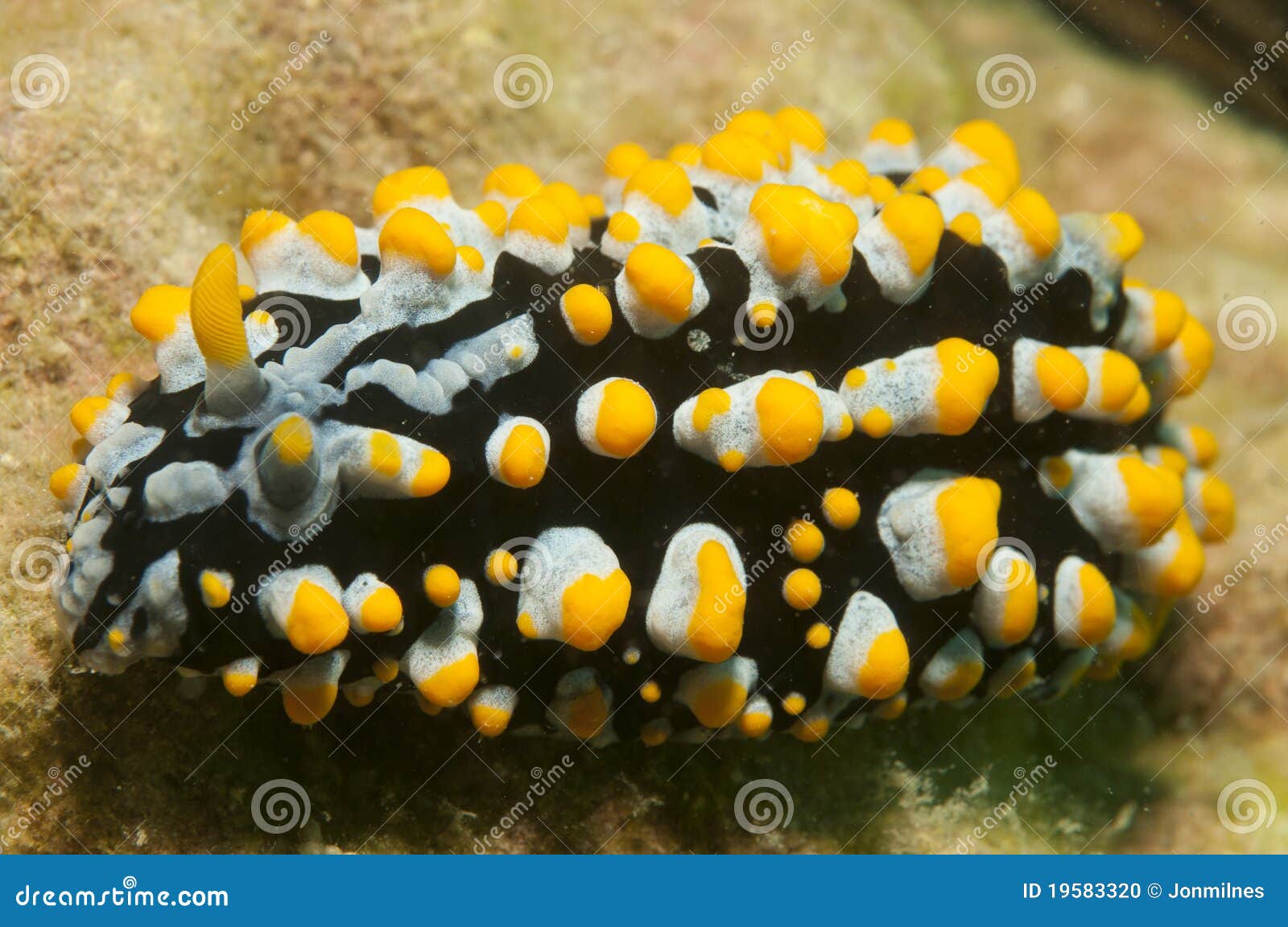 Nudibranch stock photo. Image of ecosystem, yellow, nature - 19583320