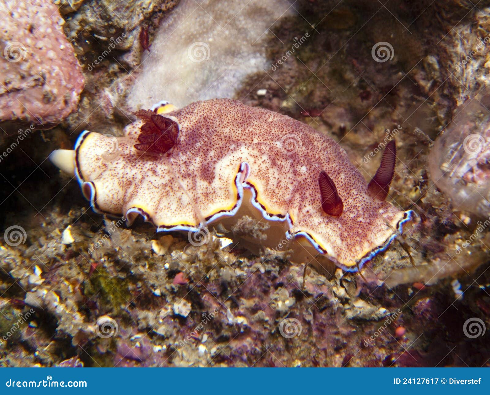 Nudibranch stock image. Image of mollusc, scuba, tropical - 24127617