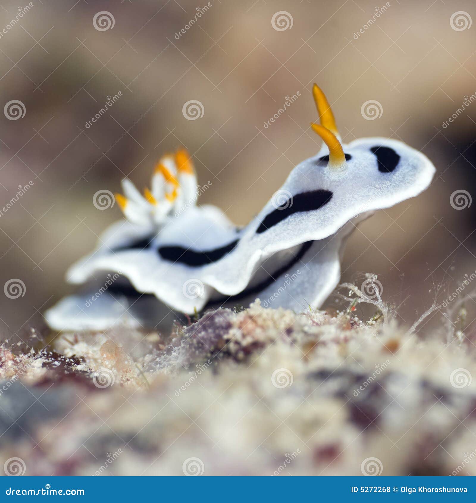Nudibranch stock photo. Image of nature, caribbean, extreme - 5272268