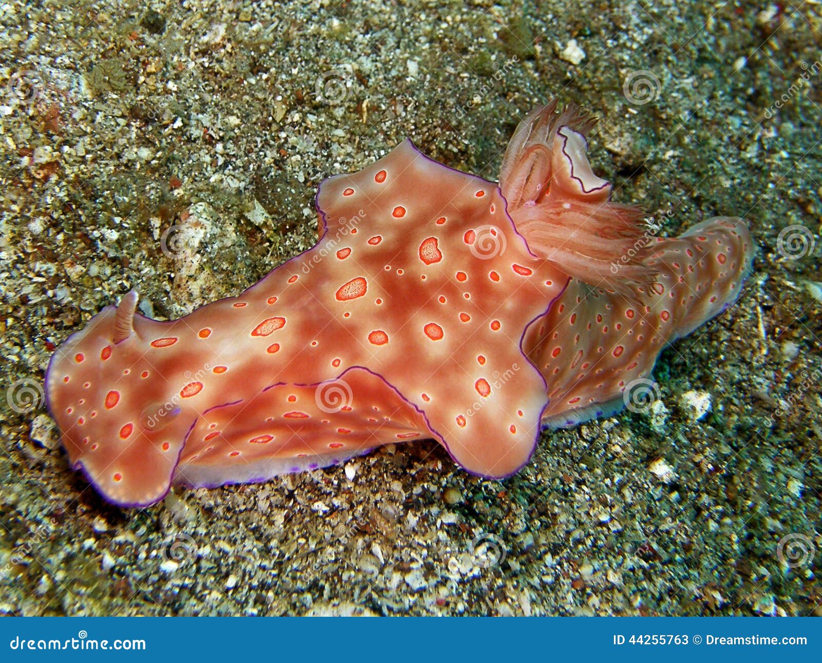 Nudibranch Big Orange Stock Photos - Free & Royalty-Free Stock Photos ...