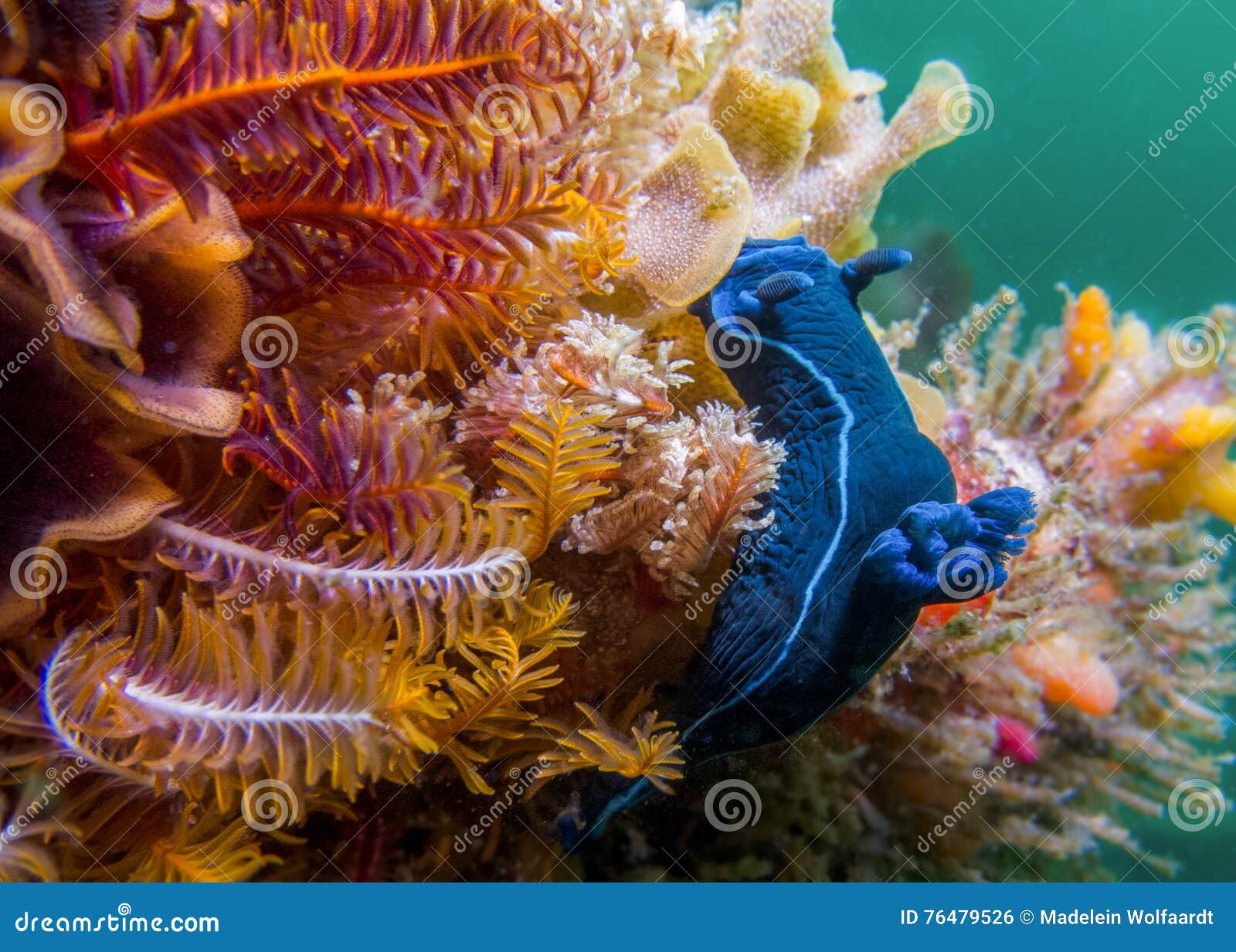 Nudibranch stock photo. Image of sealife, ocean, color - 76479526