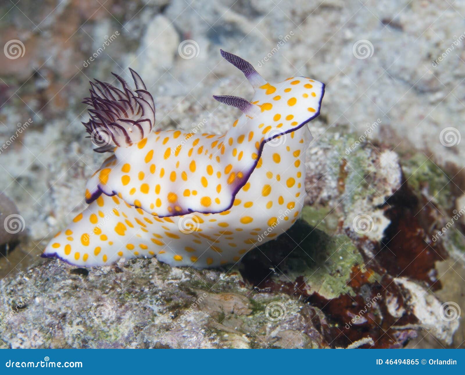 The Nudibranch Chromodoris Precious In Tunku Abdul Rahman Park, Kota ...