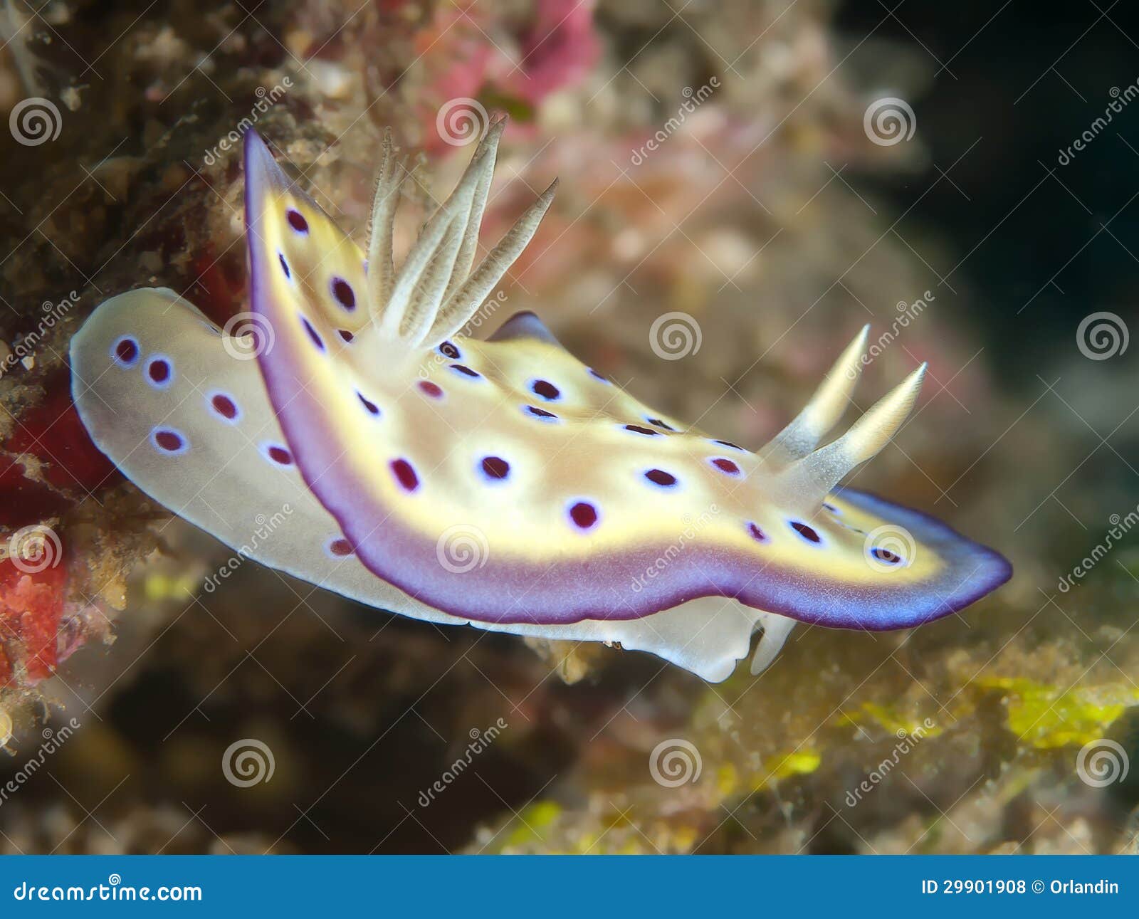 Nudibranch Chromodoris Kuniei Stock Photo - Image of mollusca, lembeh ...