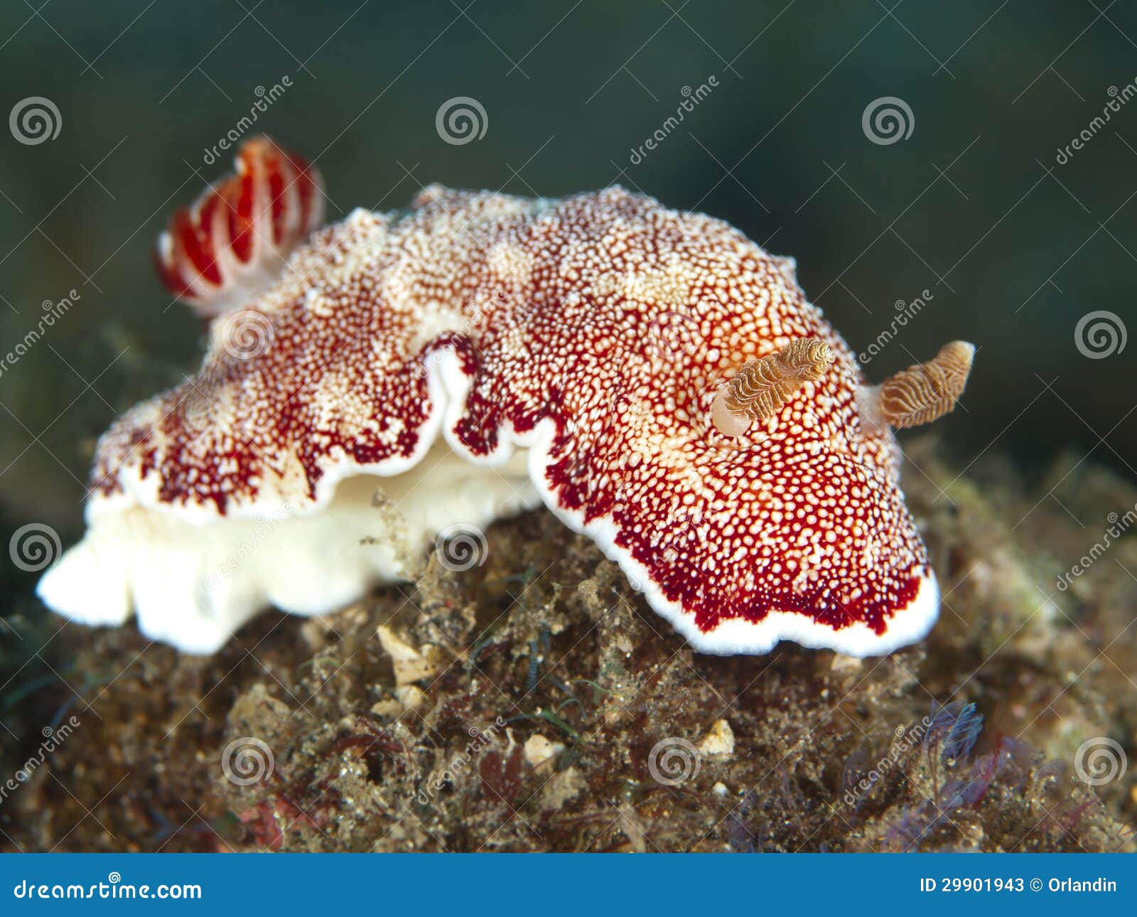 Nudibranch Chromodoris Reticulata Stock Image - Image of marine, animal ...
