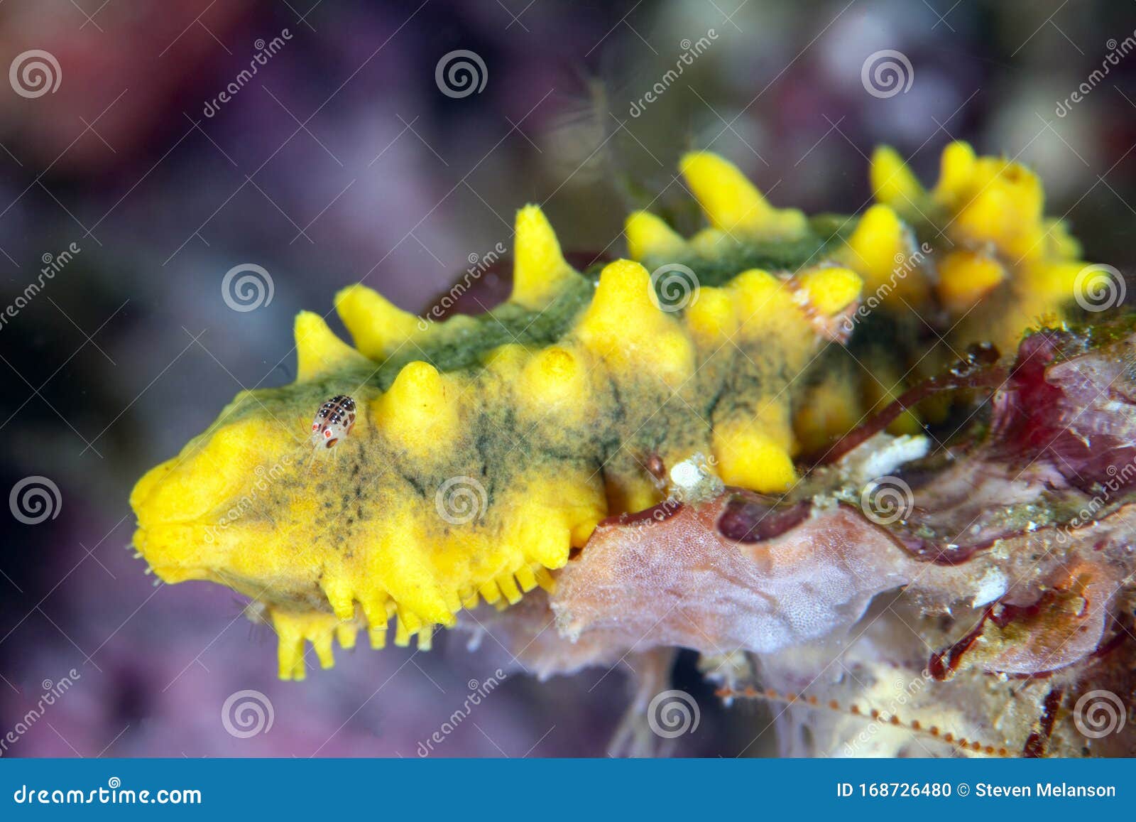 Nudibranch Closeuup stock photo. Image of animal, nudibranchia - 168726480