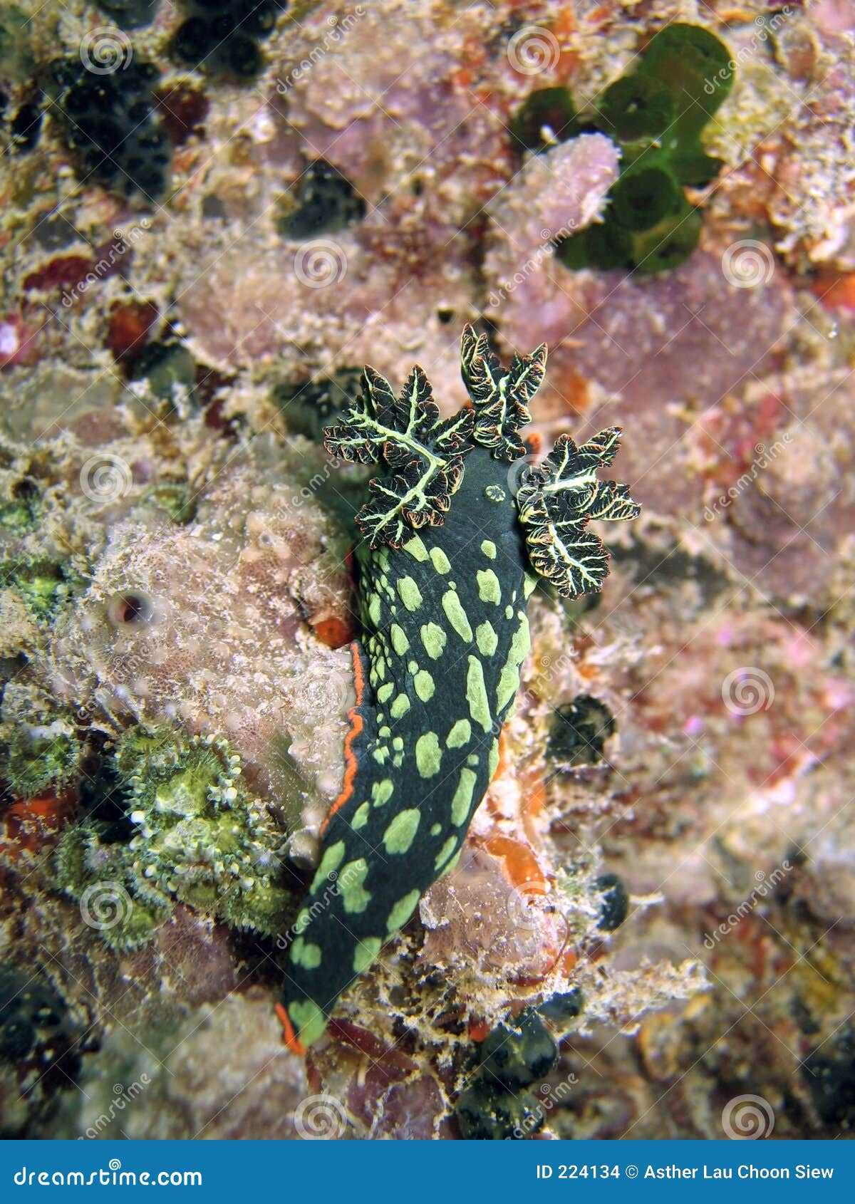 Nudibranch on coral stock photo. Image of colourful, tropics - 224134