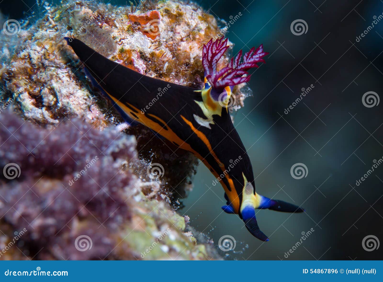 Nembrotha Nudibranch Red Sea, Nembrotha-megalocera Royalty-Free Stock ...