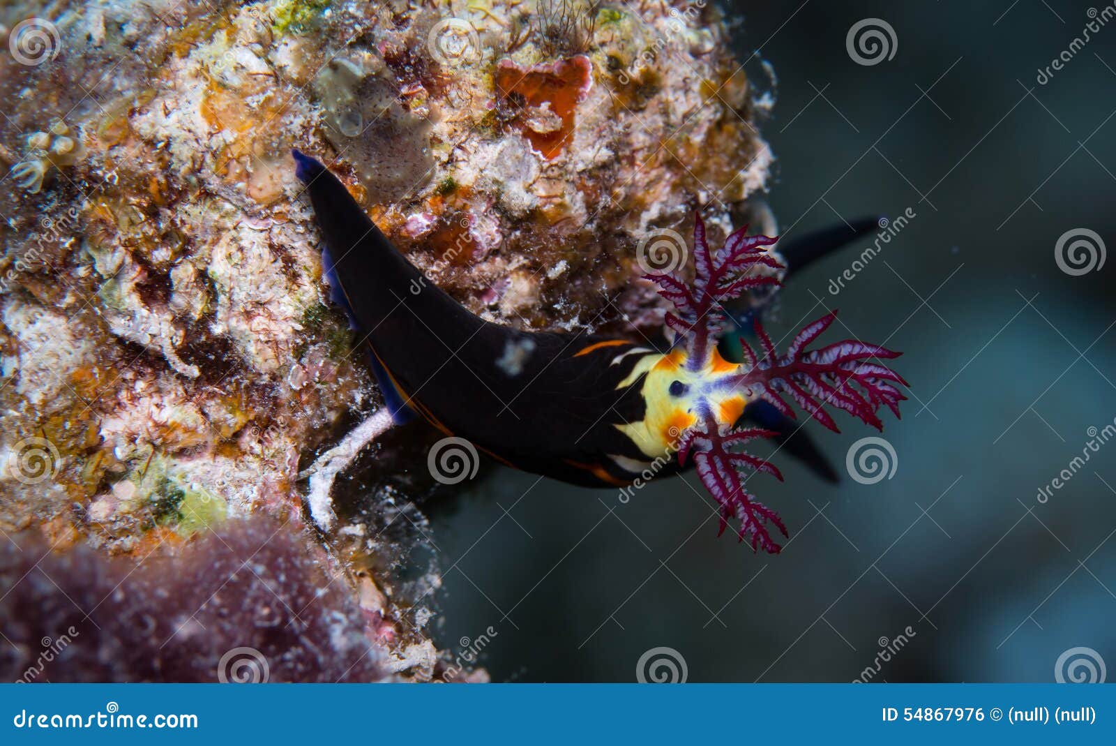 Nembrotha Nudibranch Red Sea, Nembrotha-megalocera Royalty-Free Stock ...