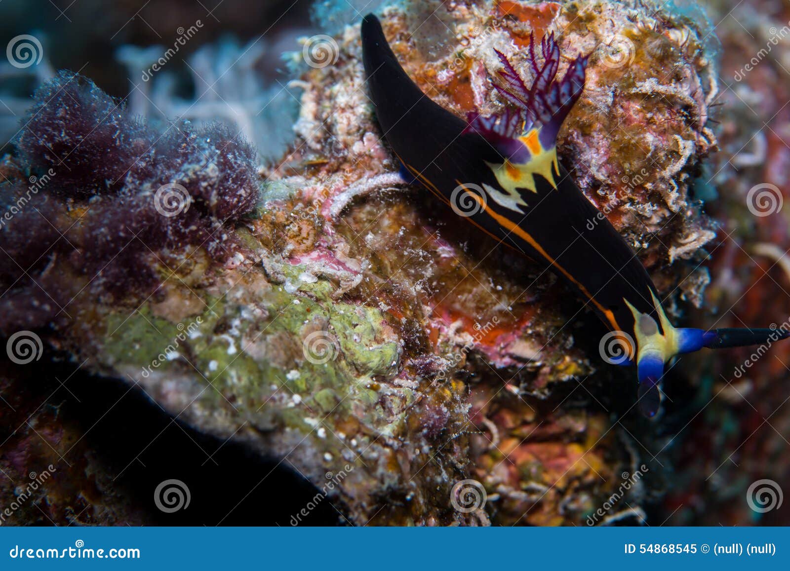 Nembrotha Nudibranch Red Sea, Nembrotha-megalocera Royalty-Free Stock ...