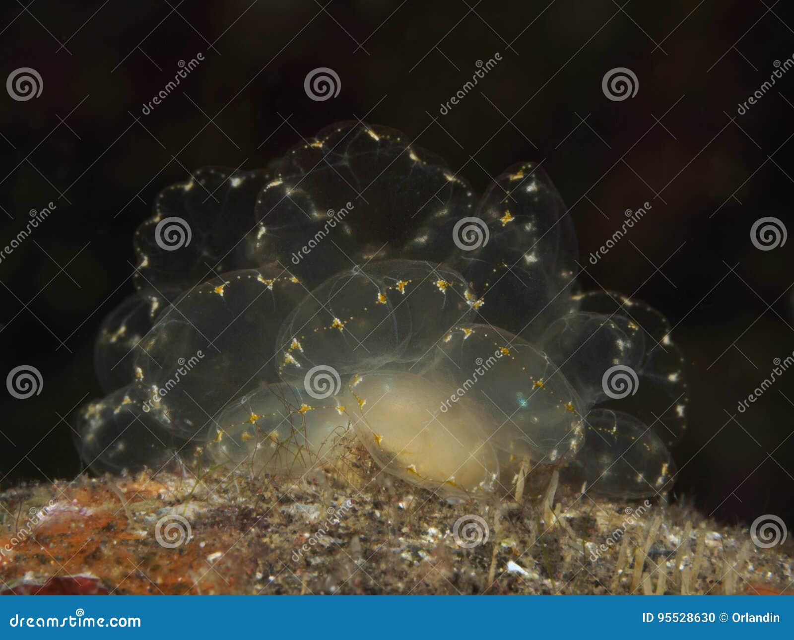 Nudibranch Cyerce elegans stock photo. Image of reef - 95528630