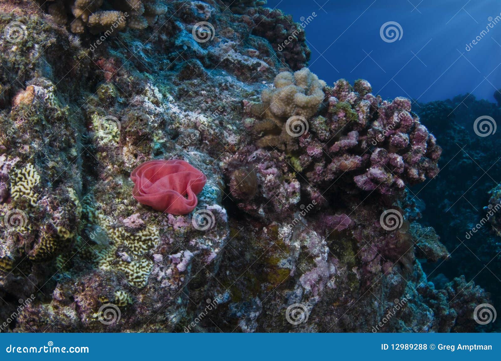 Nudibranch Eggs stock photo. Image of underwater, south - 12989288