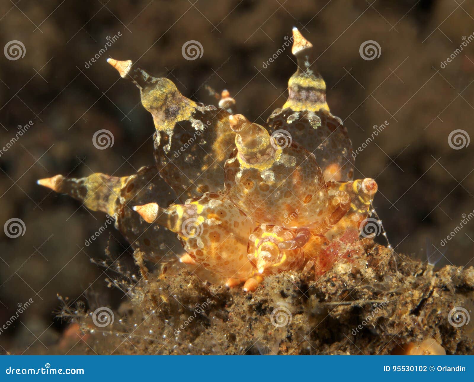 Nudibranch Eubranchus sp. stock photo. Image of tulamben - 95530102