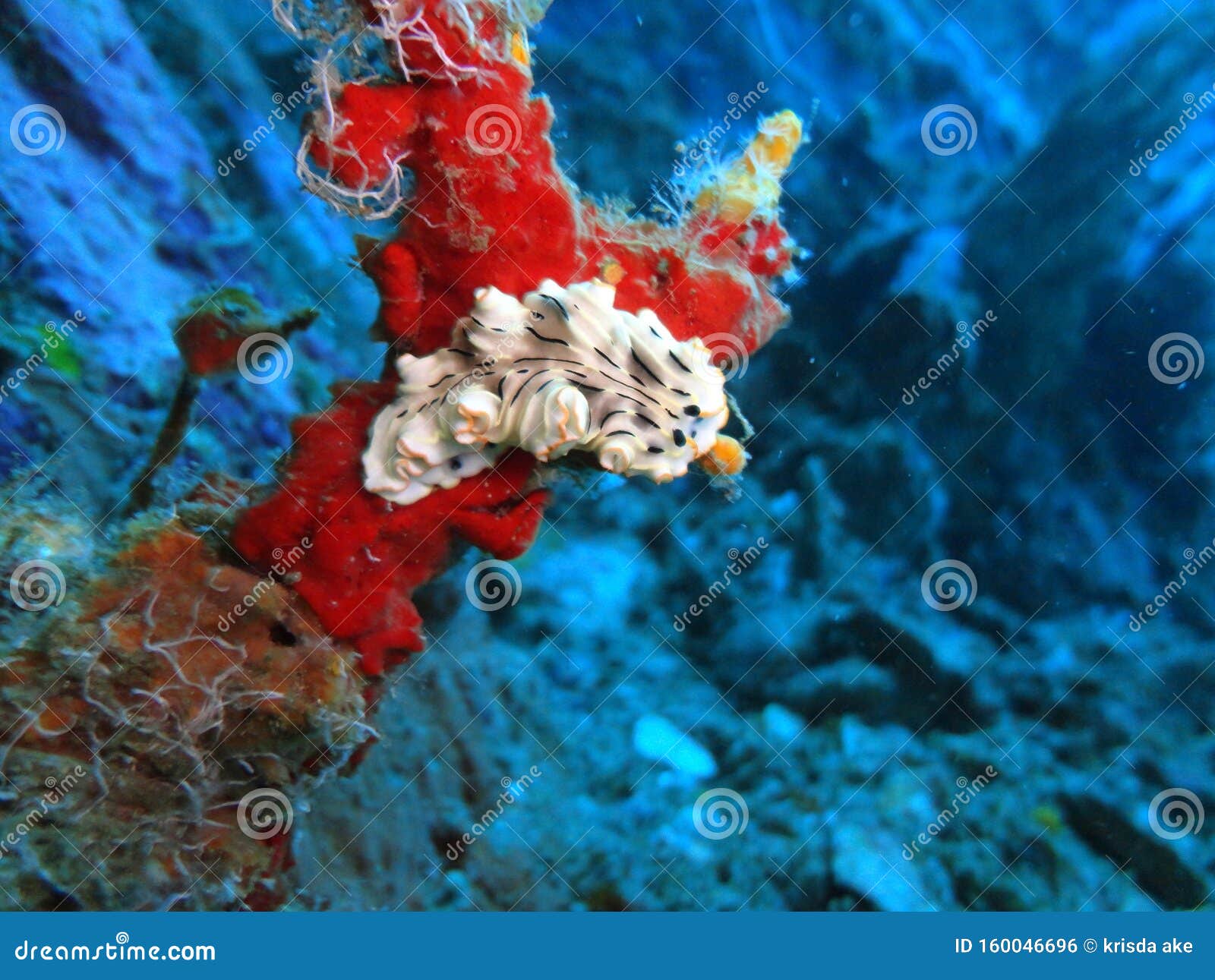 Nudibranch Coral Reef at the Bottom of the Sea Stock Photo - Image of ...