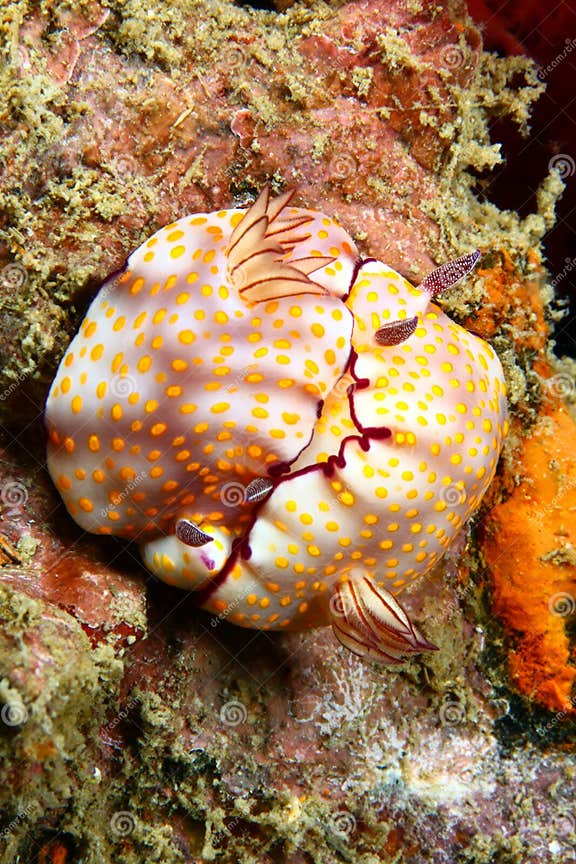 Nudibranch mating stock image. Image of camera, butterfly - 23188457