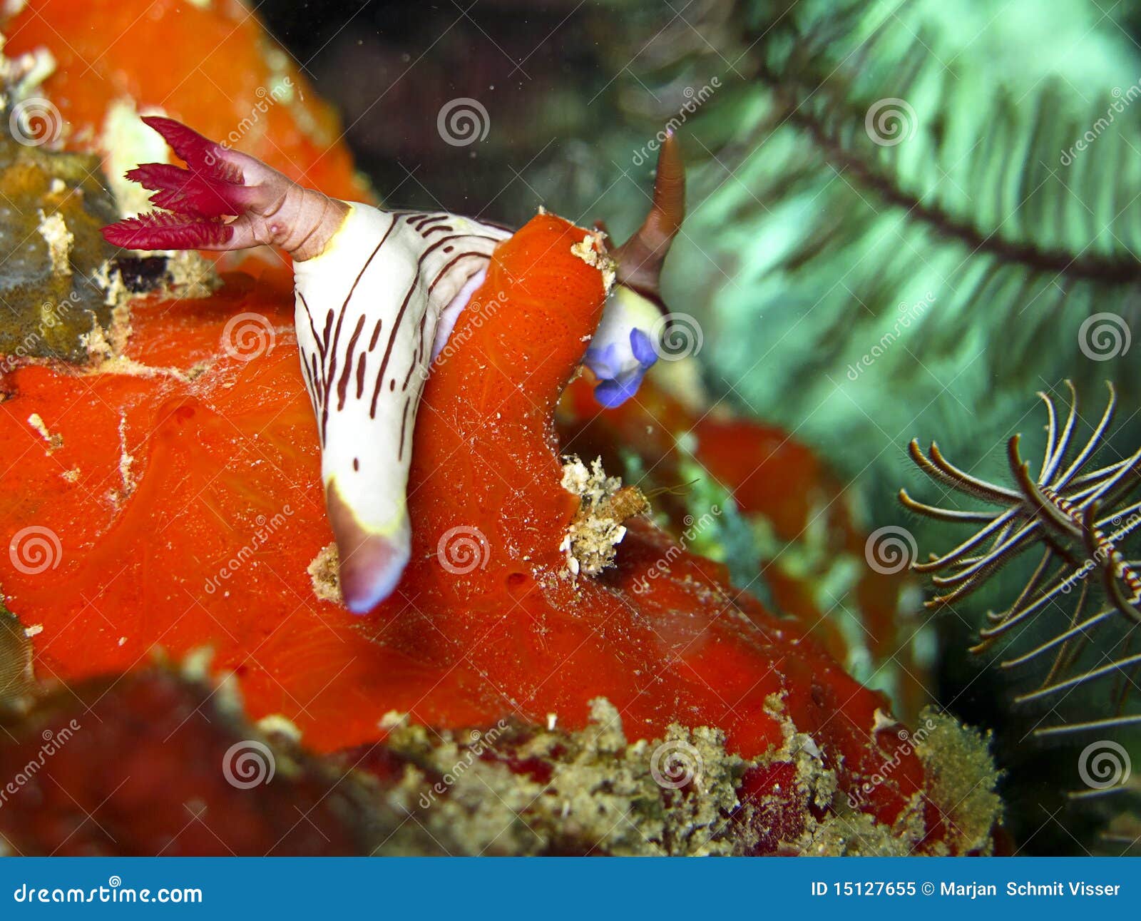 Nembrotha Nudibranch Red Sea, Nembrotha-megalocera Royalty-Free Stock ...