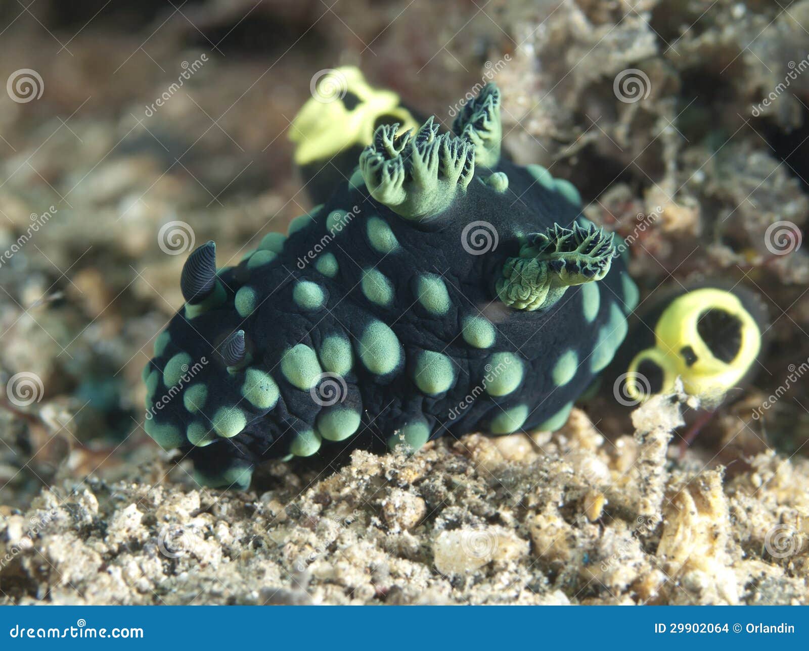Nudibranch Nembrotha Cristata Stock Photo - Image of nudi, nudibranch ...