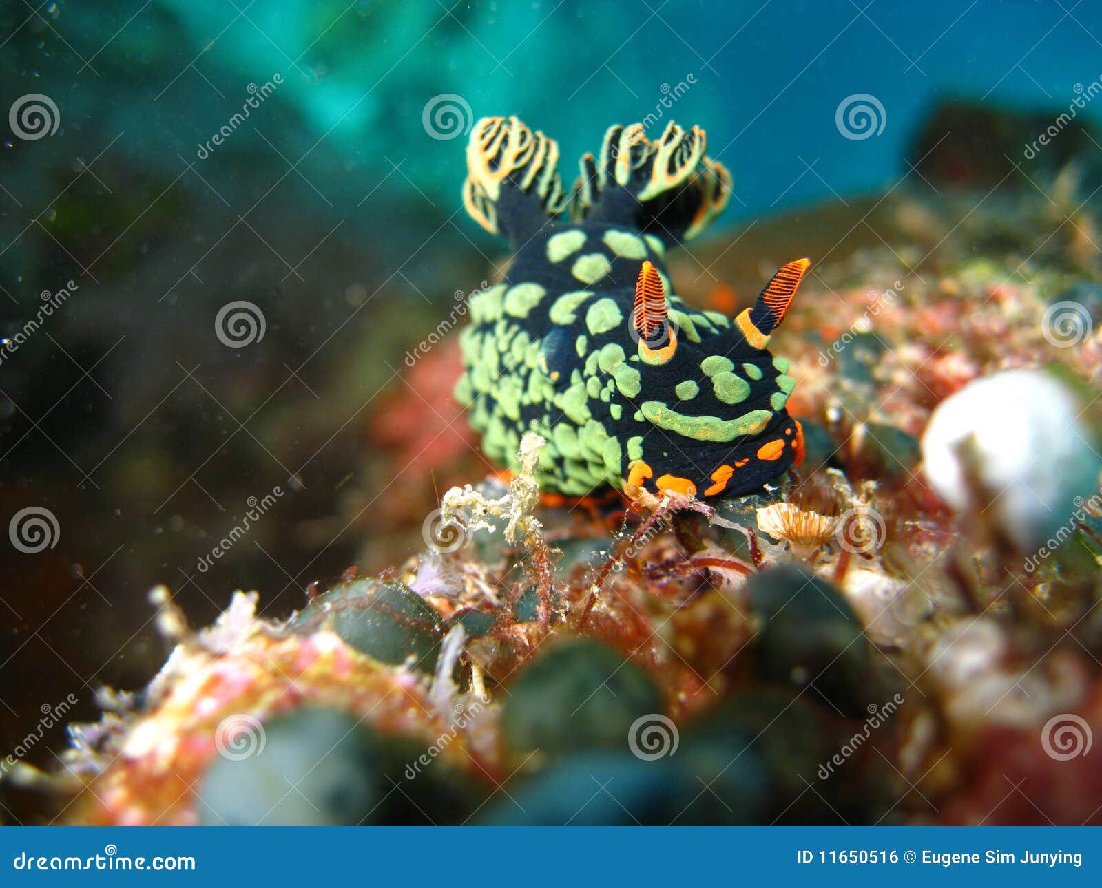 Nudibranch Nembrotha Cristata Or Crested Nembrotha Royalty-Free Stock ...