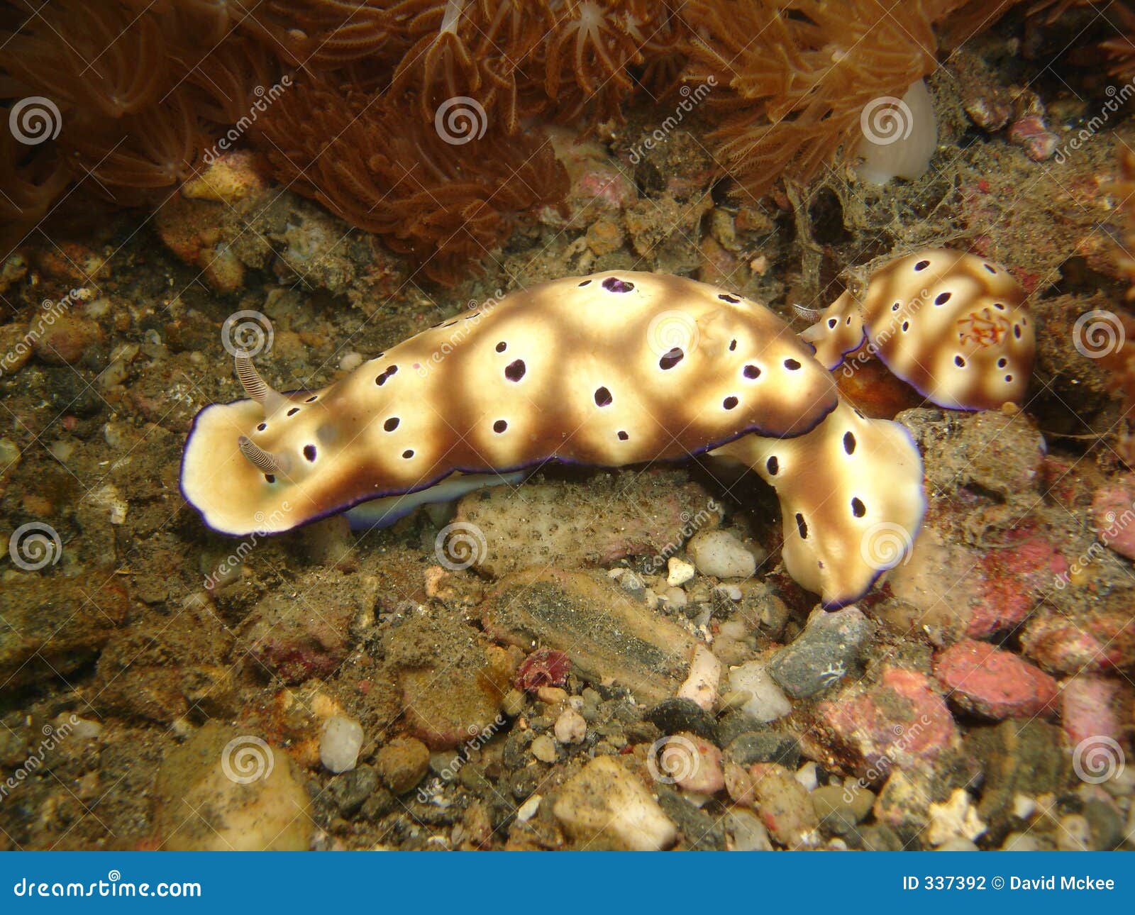 Nudibranch (nudi) stock photo. Image of indonesia, east - 337392