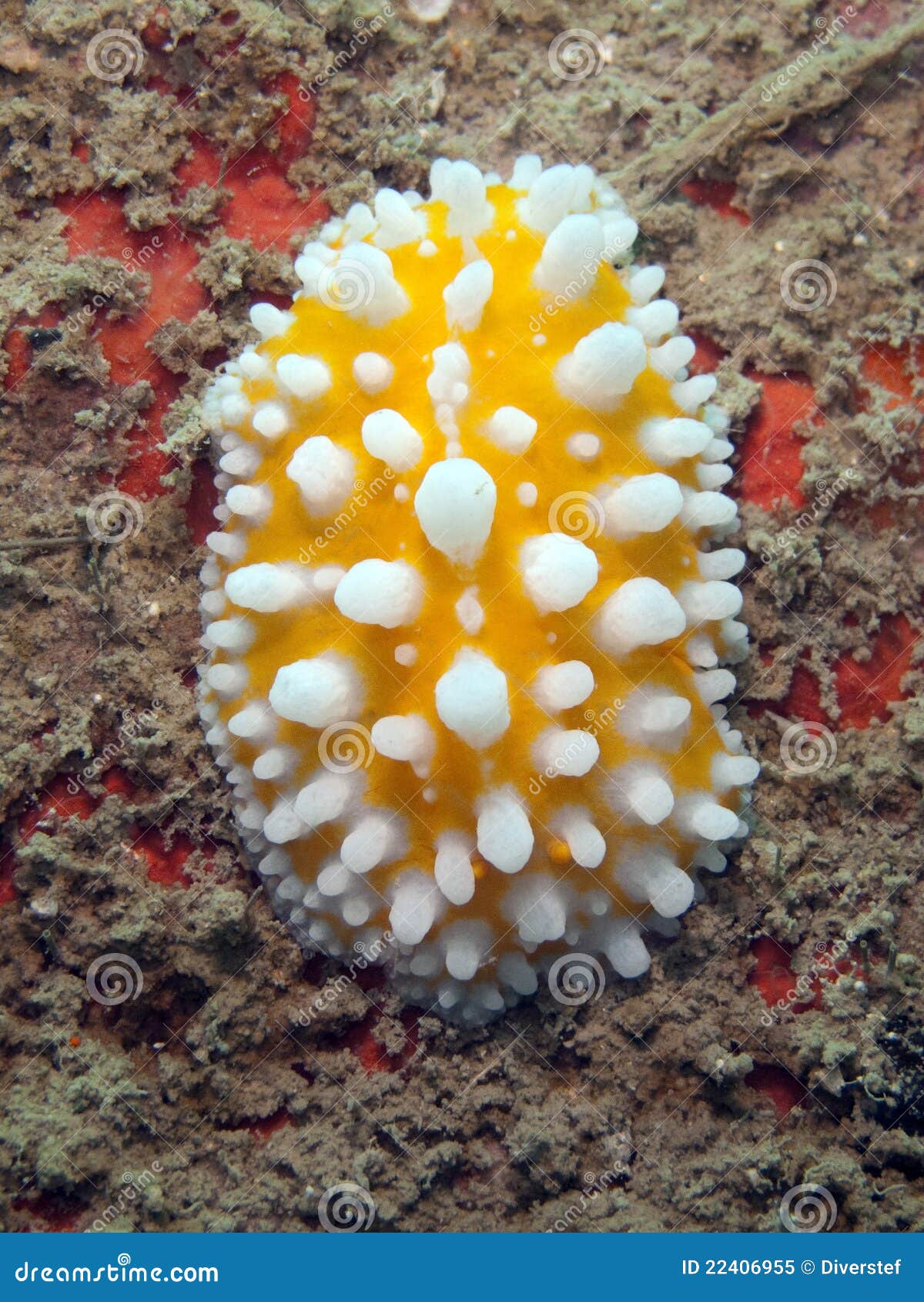 Nudibranch - Phyllidia Ocellata Stock Image - Image of life, diver ...