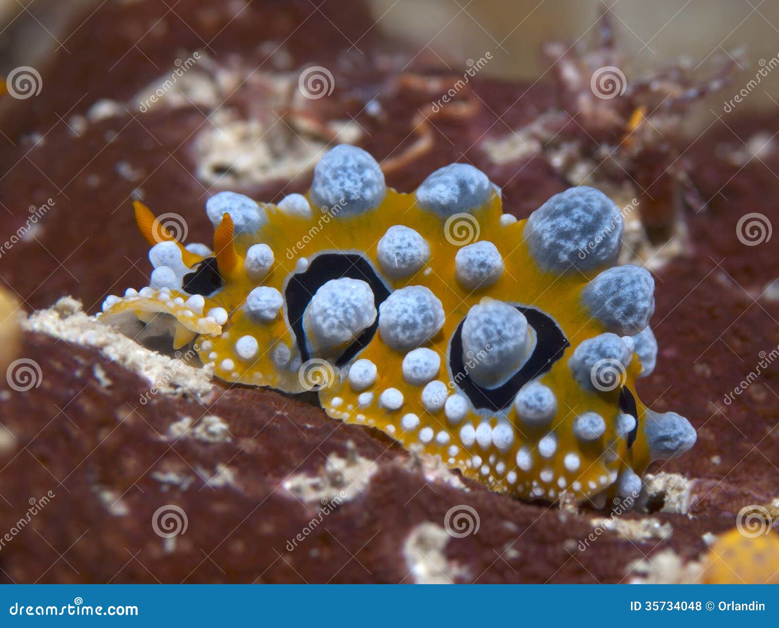 Nudibranch Phyllidia Ocellata Stock Photo - Image of life, coral: 35734048