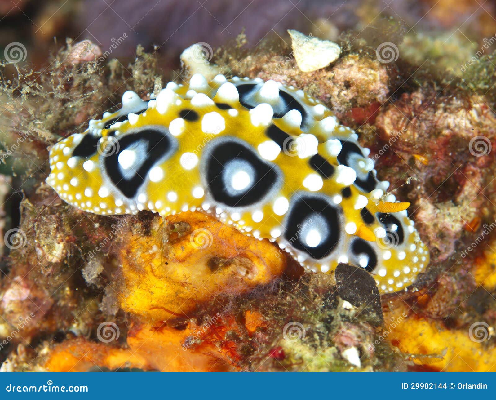 Nudibranch Phyllidia Ocellata Stock Photo - Image of marine, mollusca ...