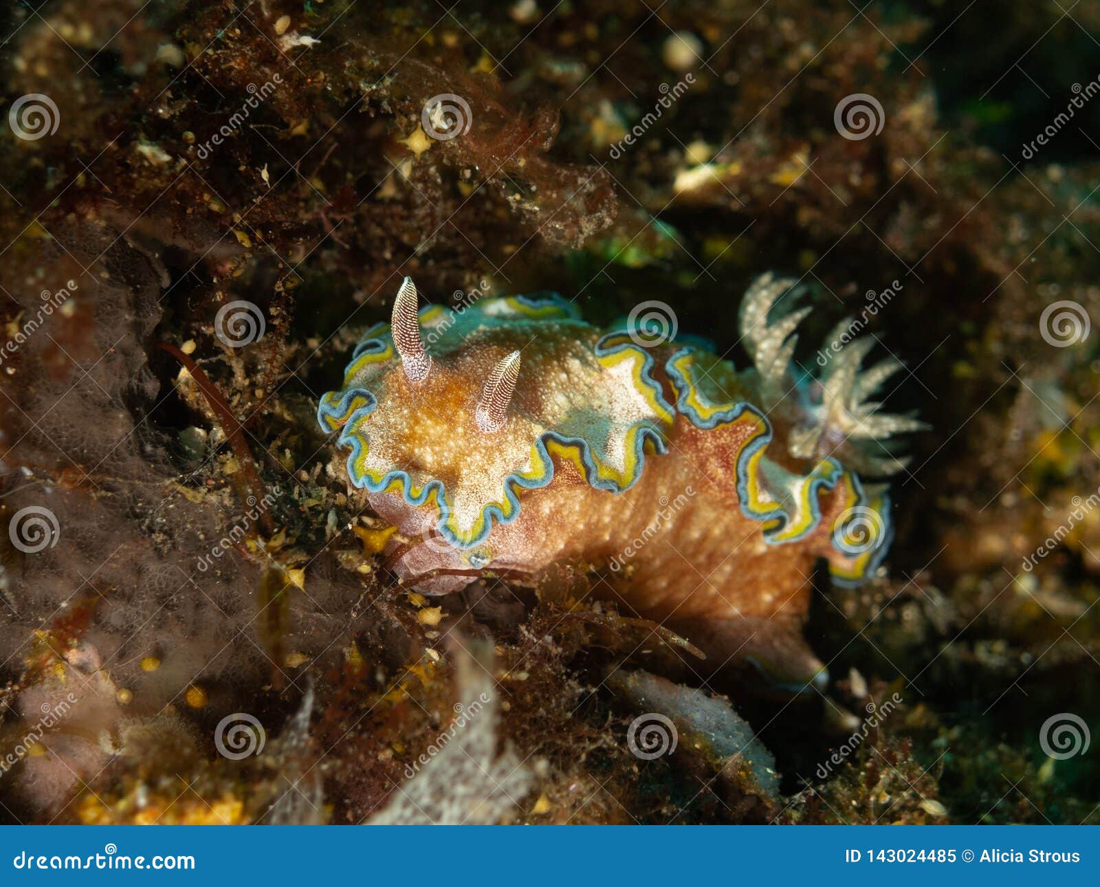 Nudibranch Sea Slug on Rock and Algae Perch Underwater Stock Image ...