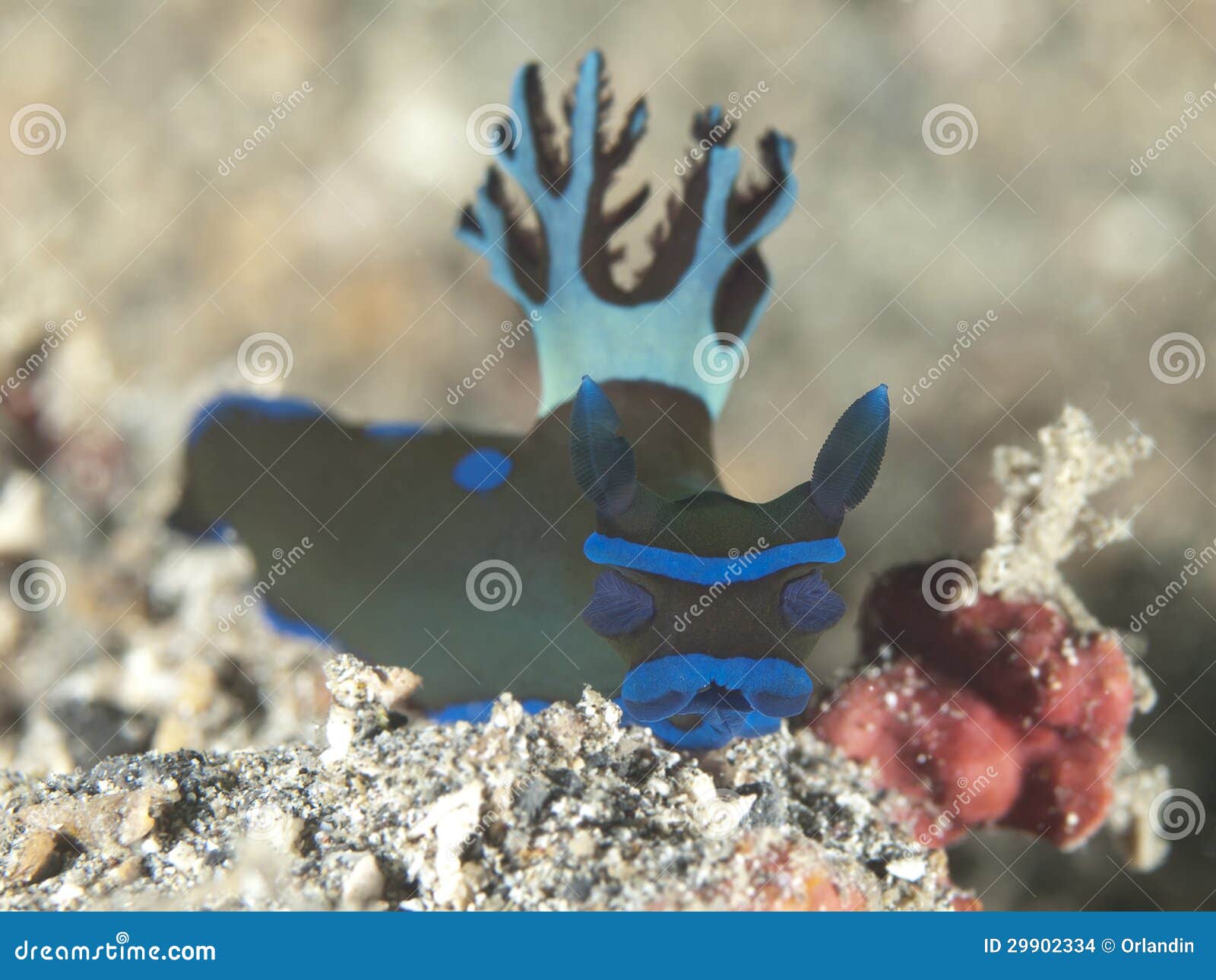 Nudibranch tambja morosa stock photo. Image of nudi, sulawesi - 29902334