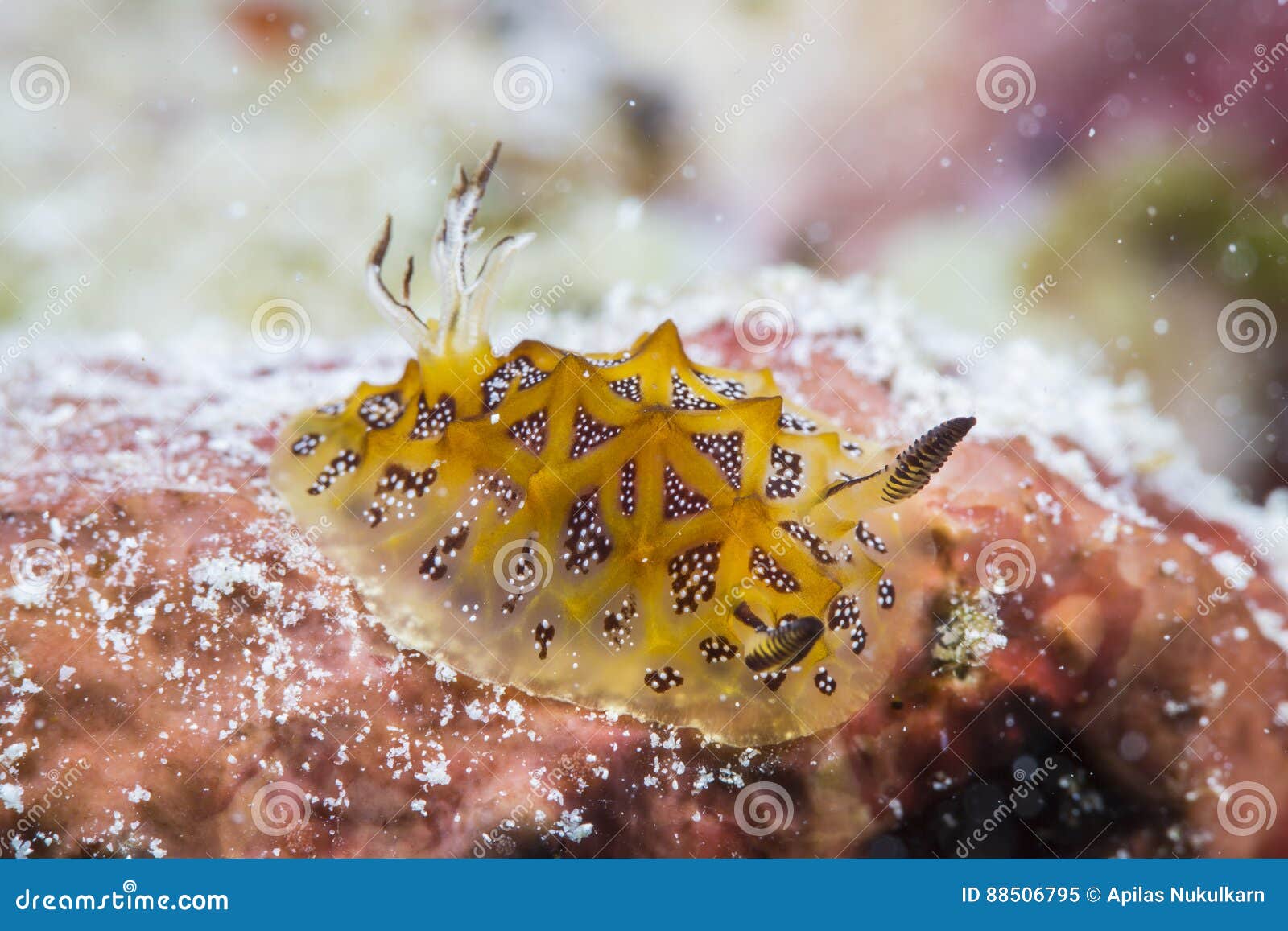 Nudibranch stock image. Image of underwater, saltwater - 88506795
