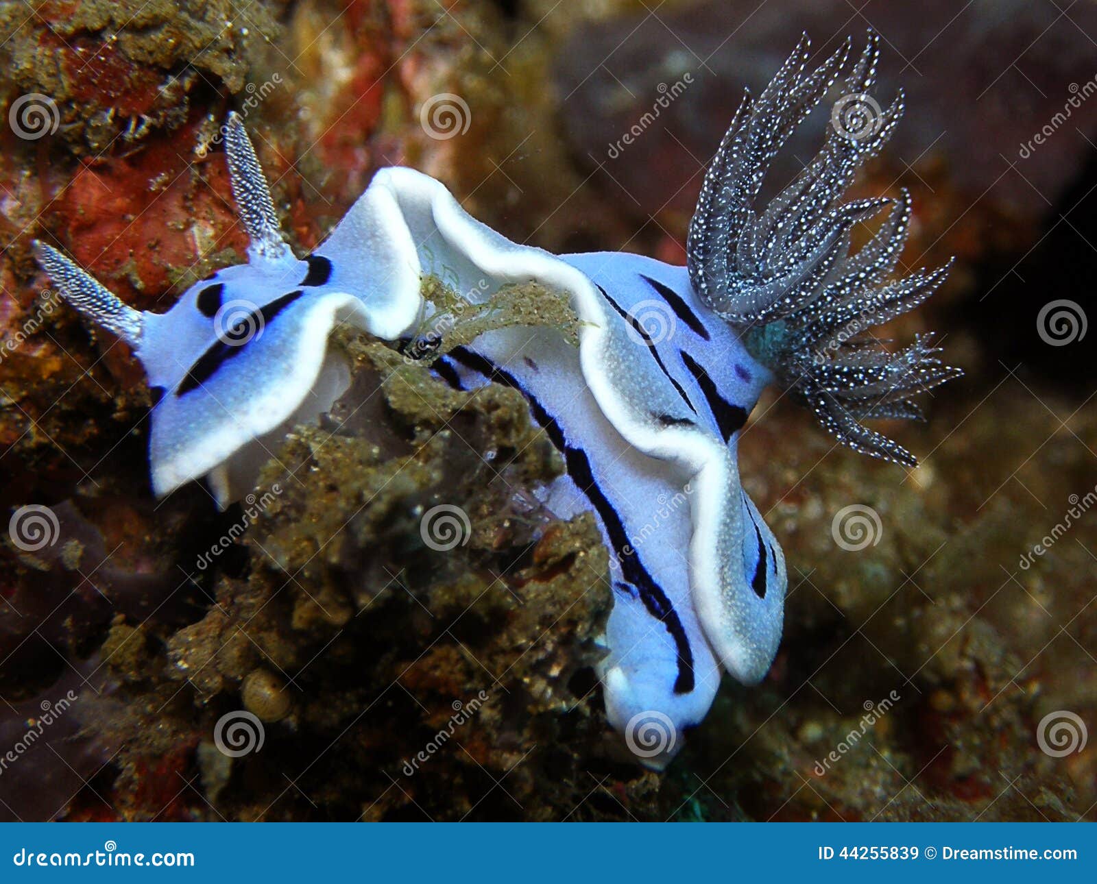 Nudibranch White Blue Stripes Stock Image - Image of blue, white: 44255839