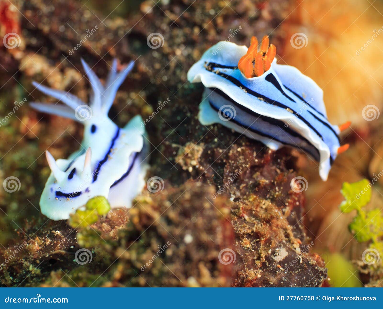 Nudibranches stock photo. Image of coral, caribbean, maldives - 27760758