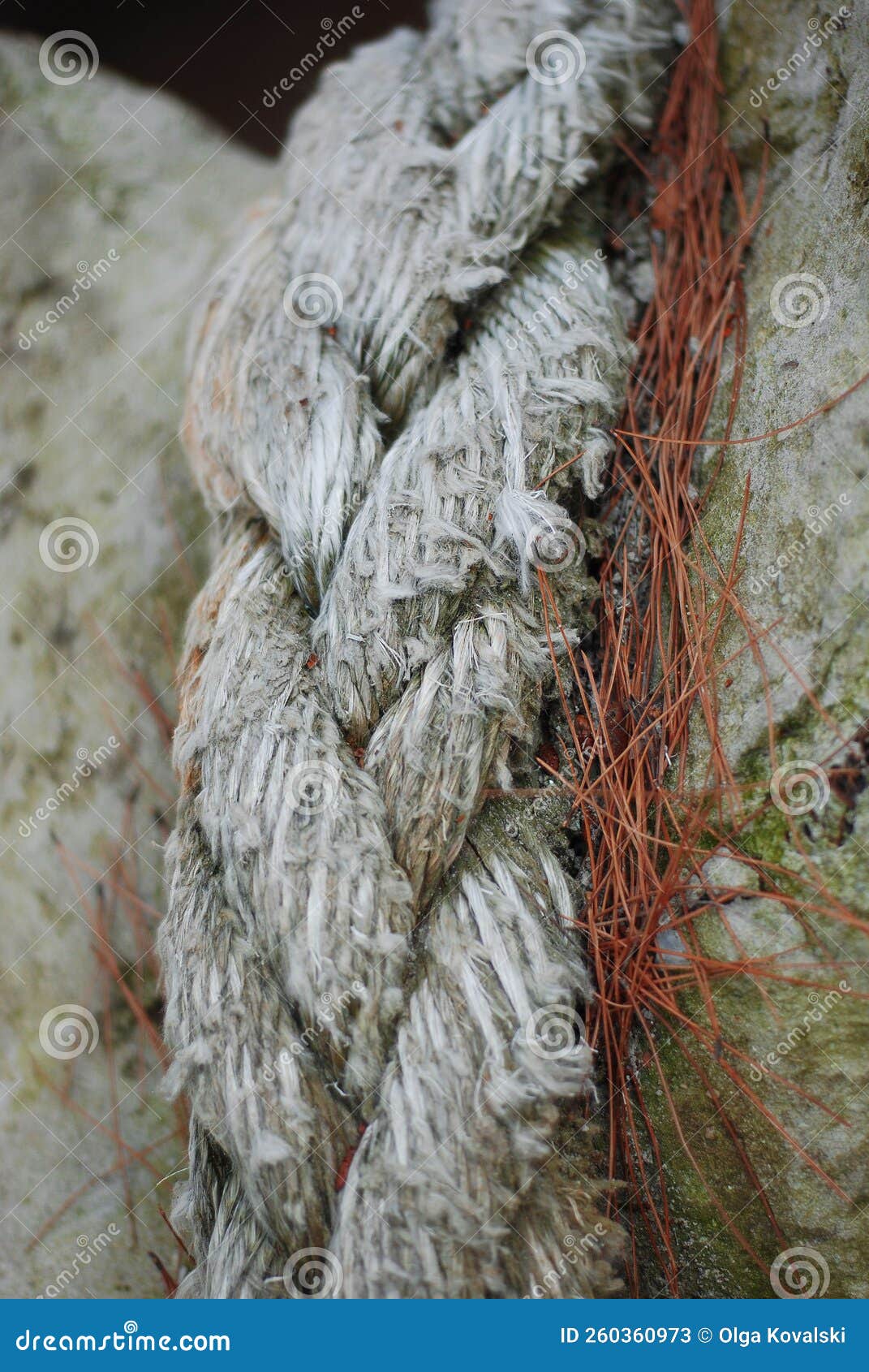 Nudo De Cuerda. Textura De Cuerda. Cuerda Atada En Un Nudo Imagen de ...