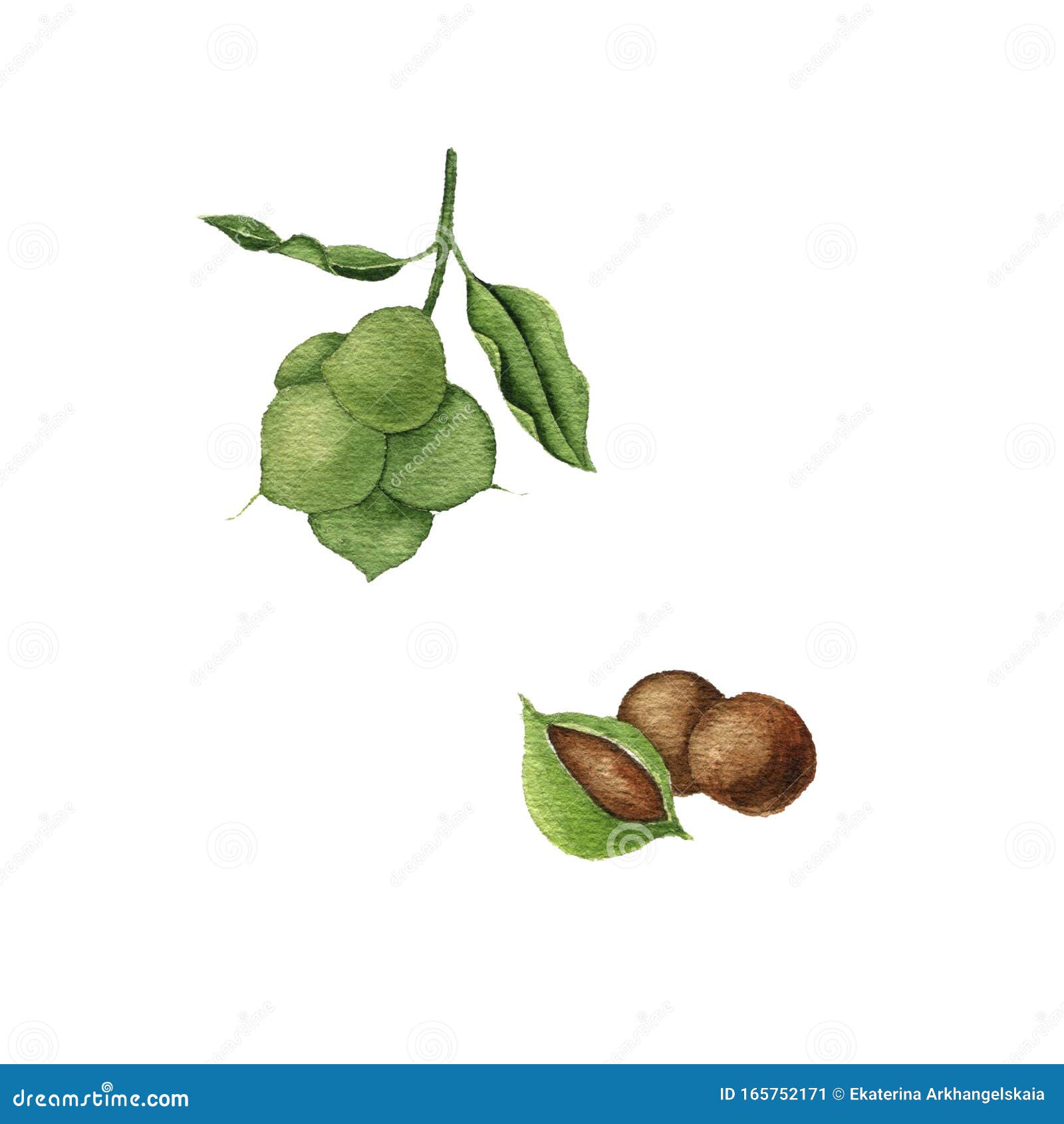 Nueces De Macadamia De Dibujo De Color De Agua Imagen de archivo ... Nueces De Macadamia De Dibujo De Color De Agua Imagen de archivo ...