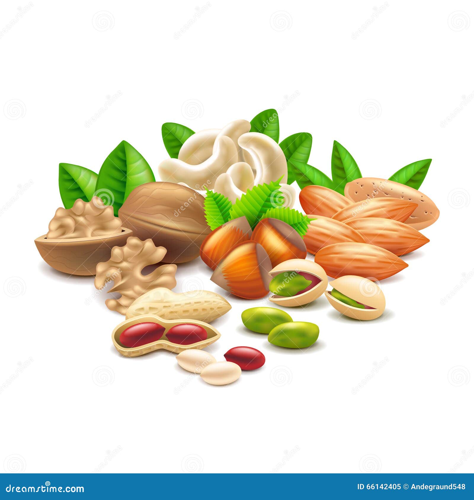 Nueces en el vector blanco ilustración del vector. Ilustración de ...