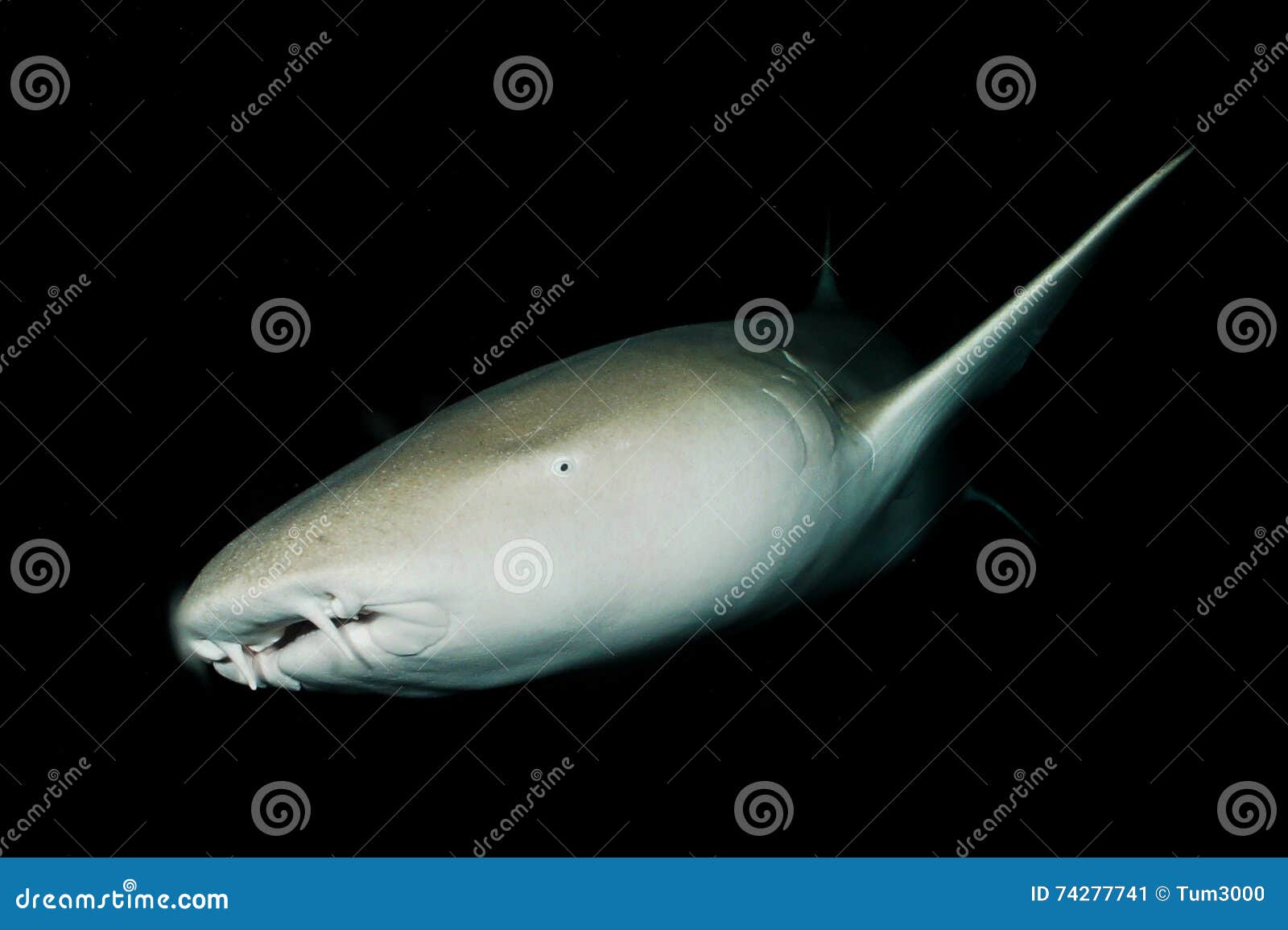 Nuese shark stock image. Image of water, nurse, mating - 74277741