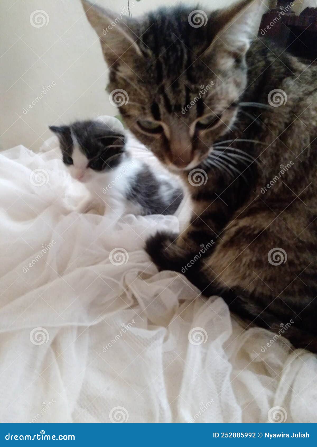 Nuestro Gato Y Su Hermoso Gatito Foto de archivo - Imagen de ella ...