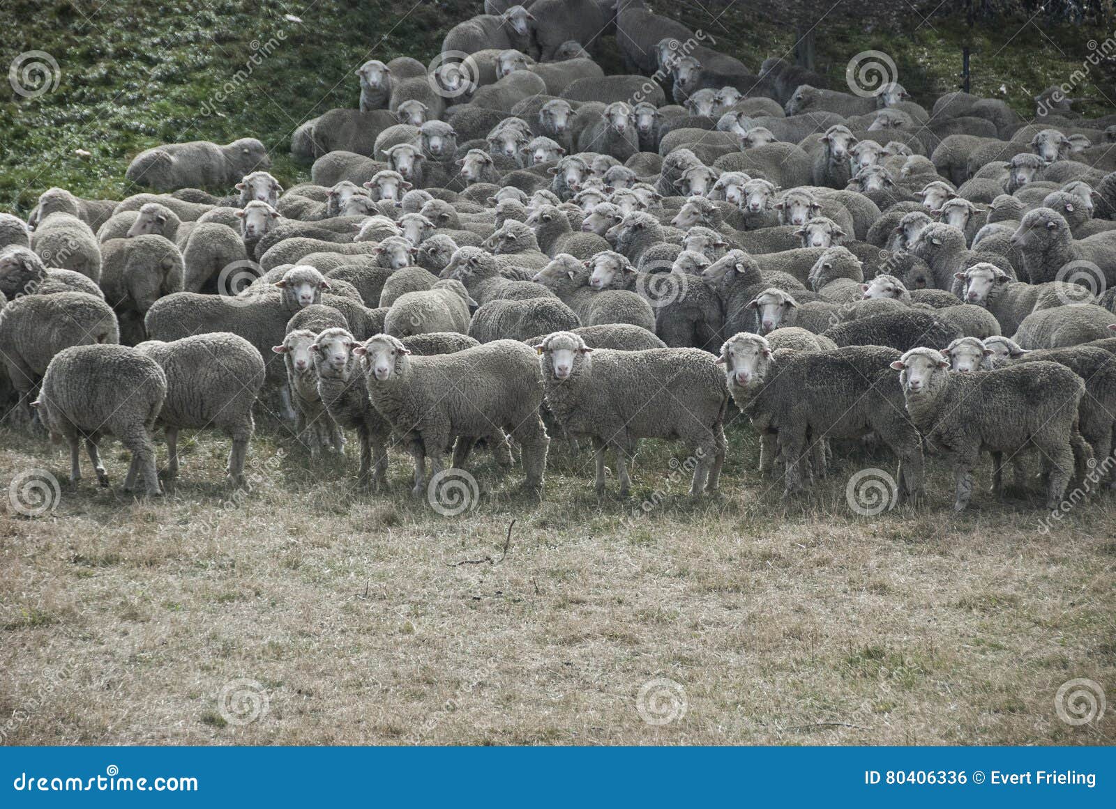 Nueva Zelanda, Oveja Merina Foto de archivo - Imagen de ropa ...