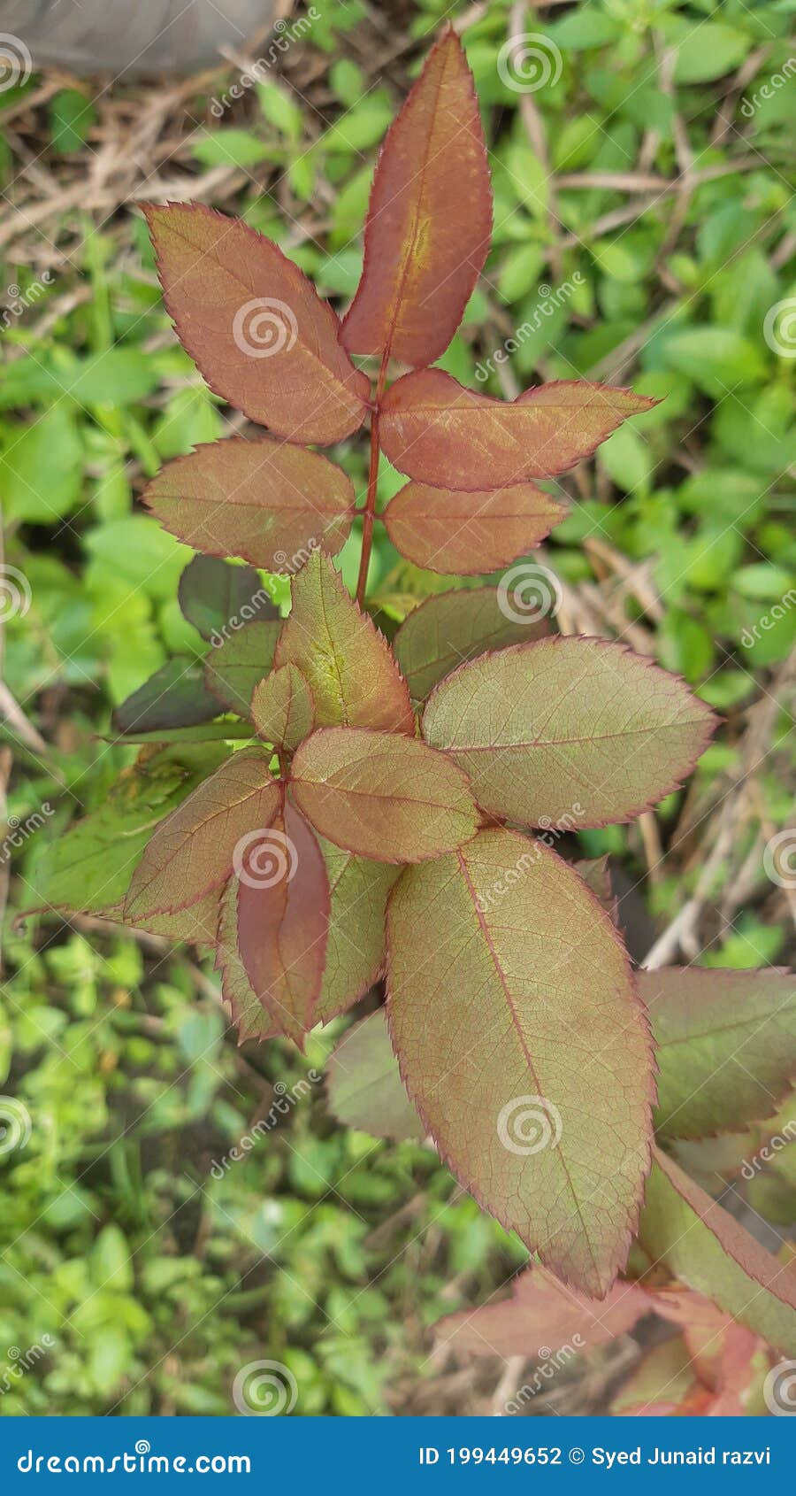Nuevas Hojas De Color Rojo Suave Foto de archivo - Imagen de hojas ...